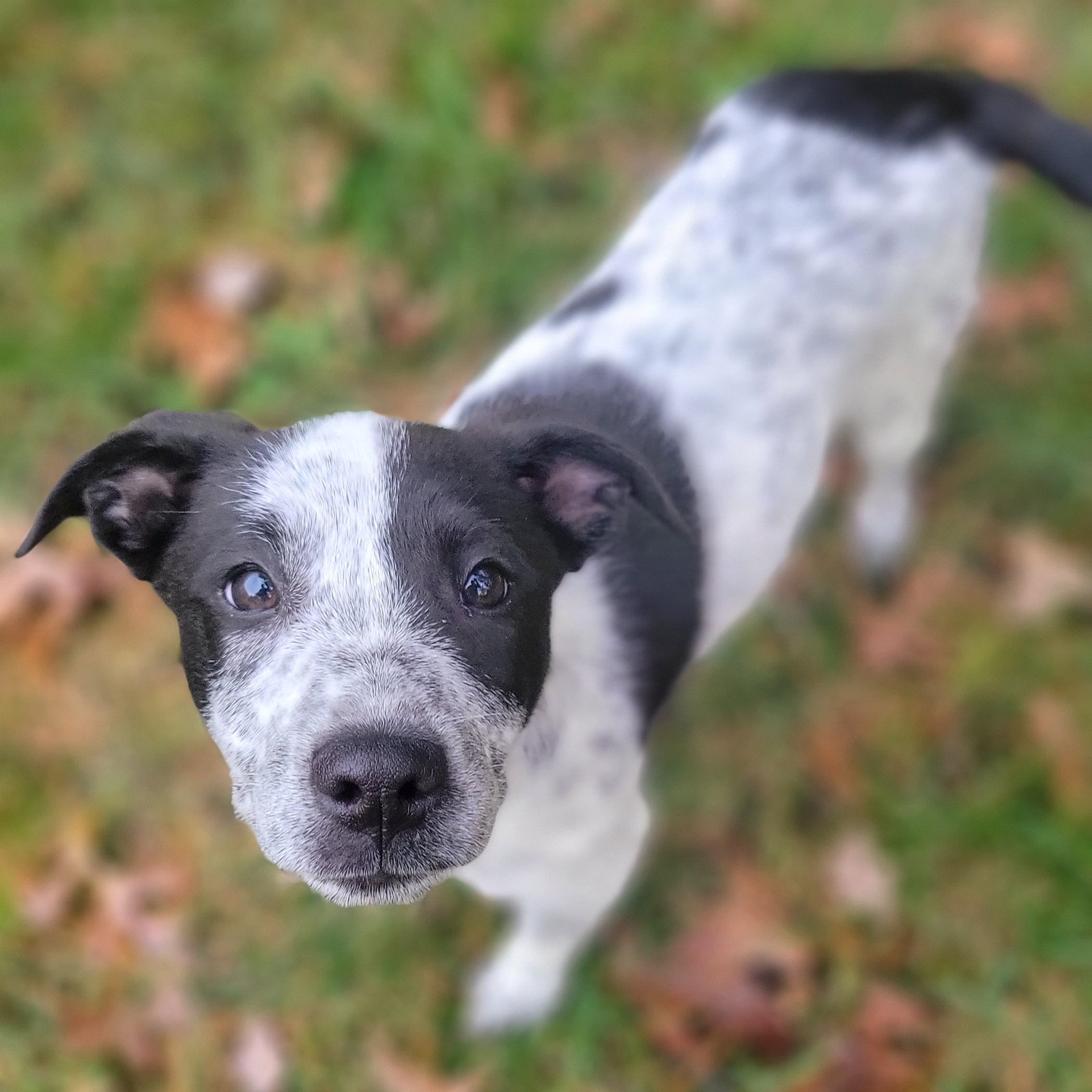 Dog for Adoption - Akima, a Australian Cattle Dog/Blue Heeler in Point Pleasant Beach, NJ ...