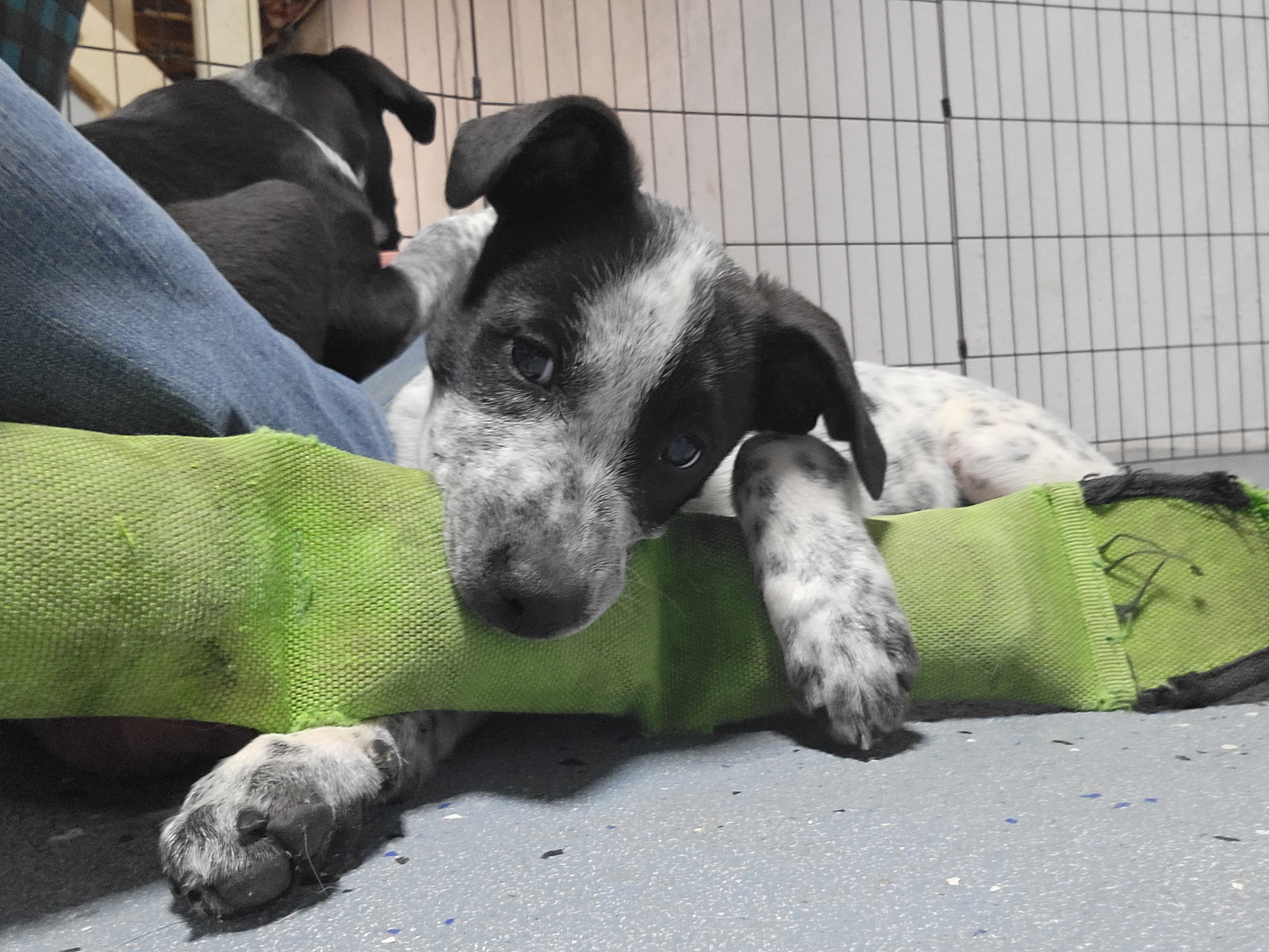 Dog for Adoption - Akima, a Australian Cattle Dog/Blue Heeler in Queens County, NY | Alpha Paw