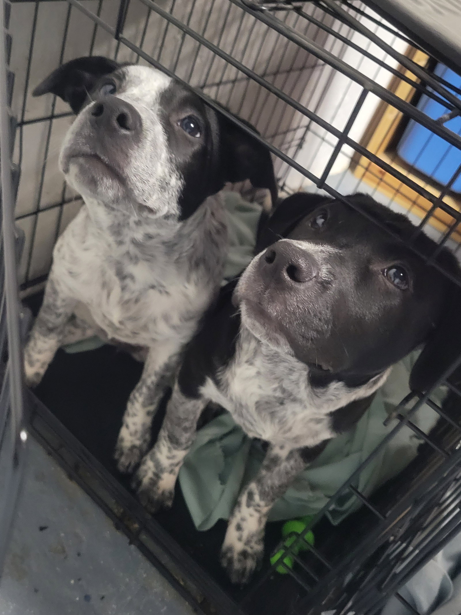 Dog for Adoption - Akima, a Australian Cattle Dog/Blue Heeler in Queens County, NY | Alpha Paw