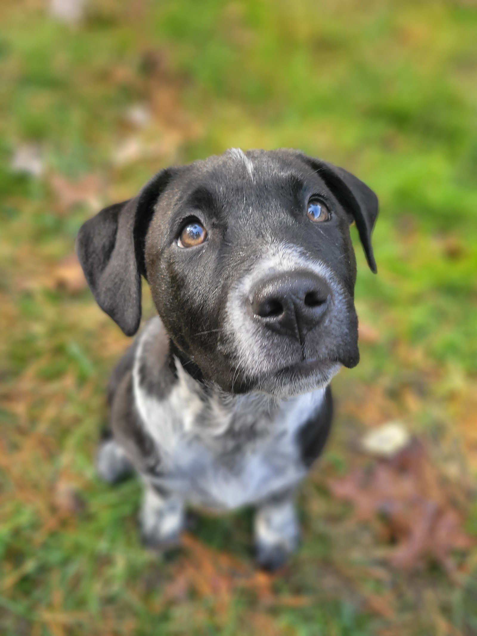 Dog for Adoption - Cale, a Australian Cattle Dog/Blue Heeler in Atlantic Highlands, NJ | Alpha Paw