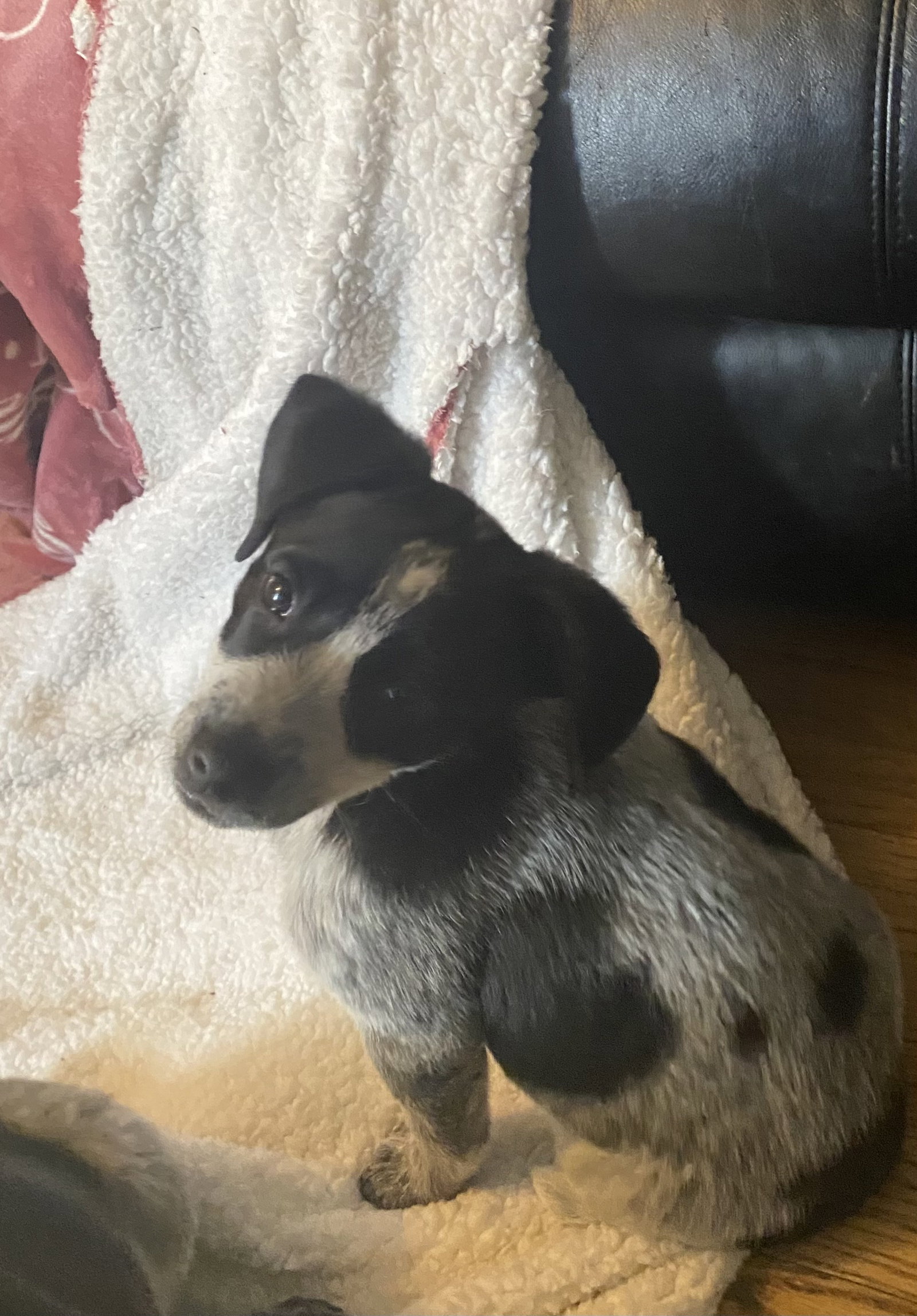 Dog for Adoption - Soba, a Australian Cattle Dog/Blue Heeler in Bayport ...