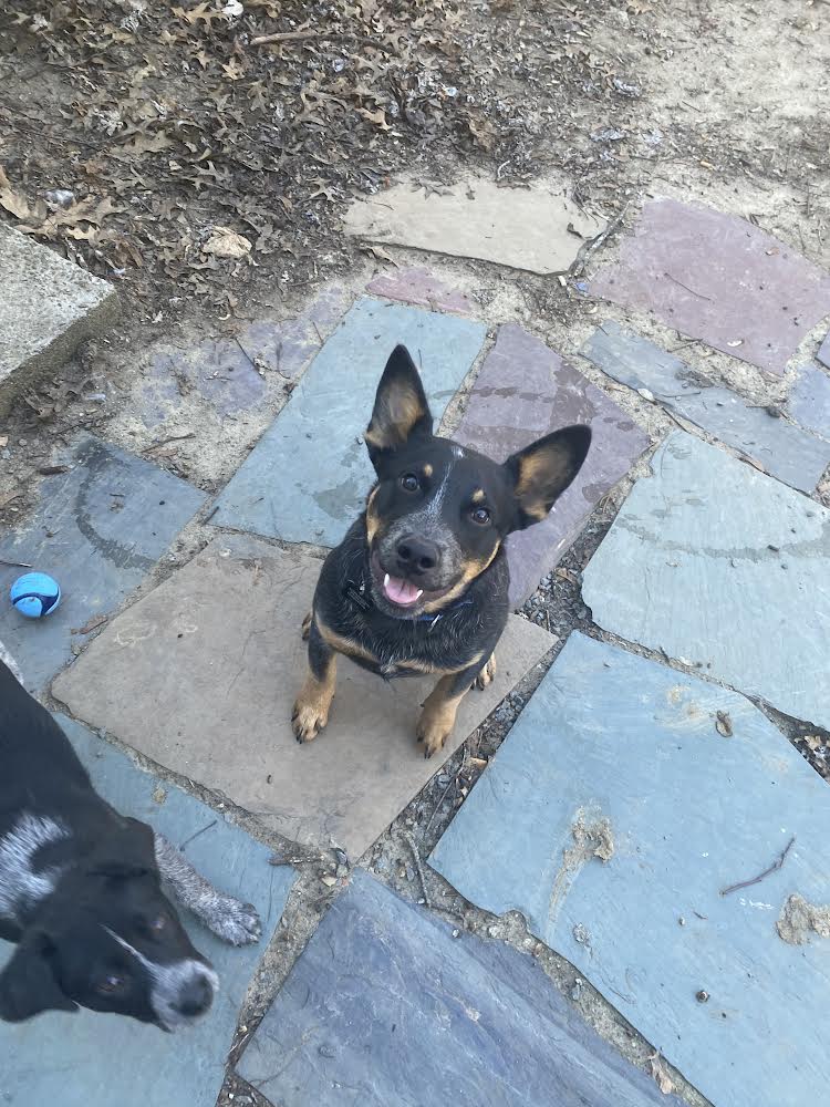 Dog for Adoption - Bucky, a Australian Cattle Dog/Blue Heeler in Nutley ...