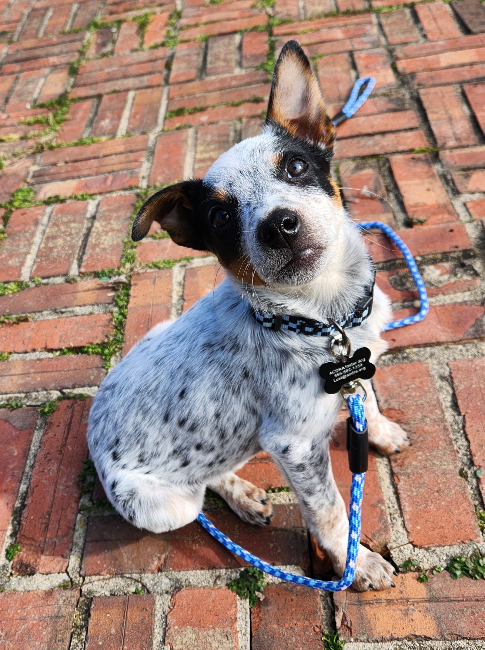 Dog for Adoption - Feta, a Australian Cattle Dog/Blue Heeler in Rahway ...