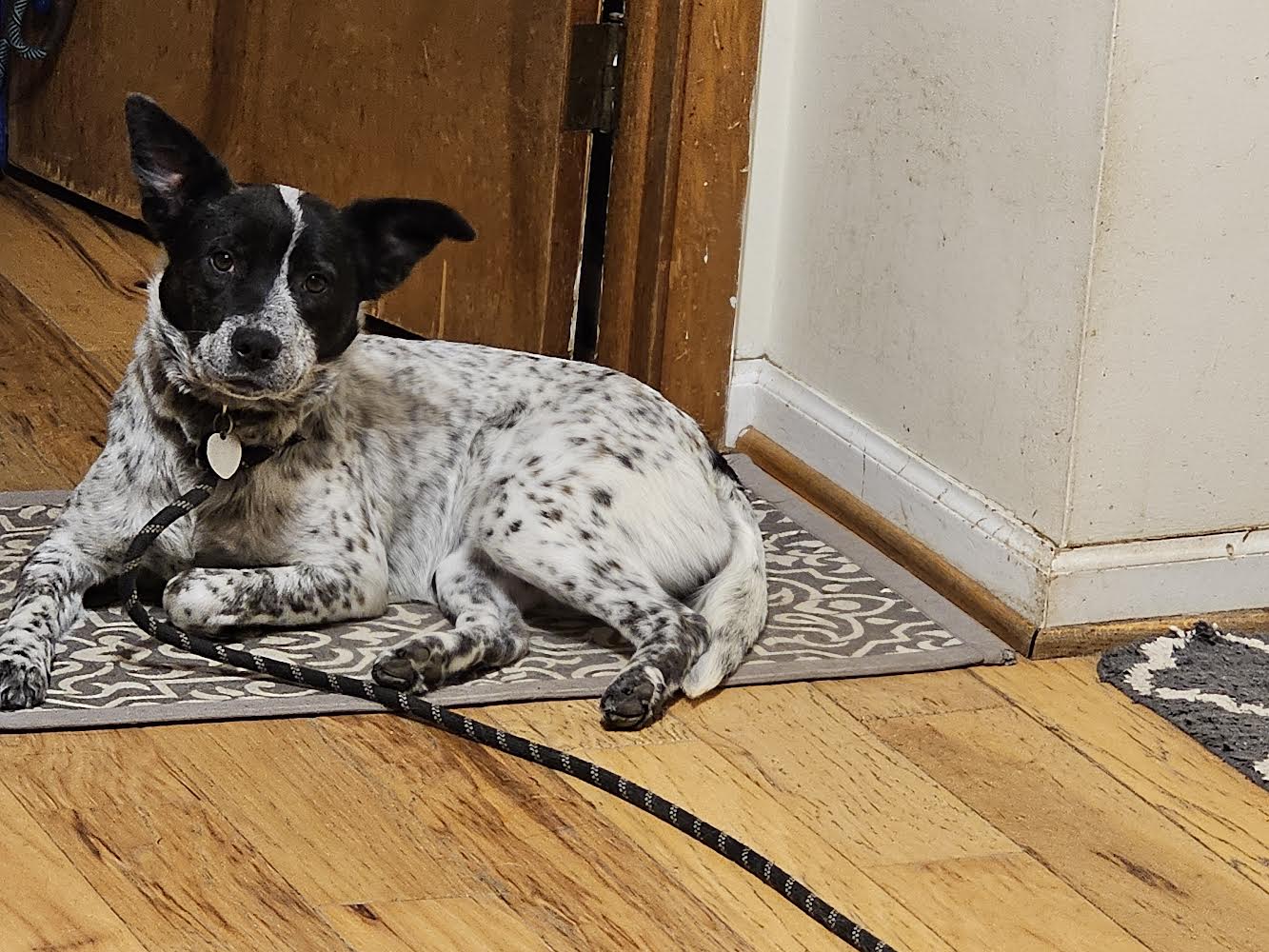 Dog for Adoption - Slush Puppie, a Australian Cattle Dog/Blue Heeler in ...