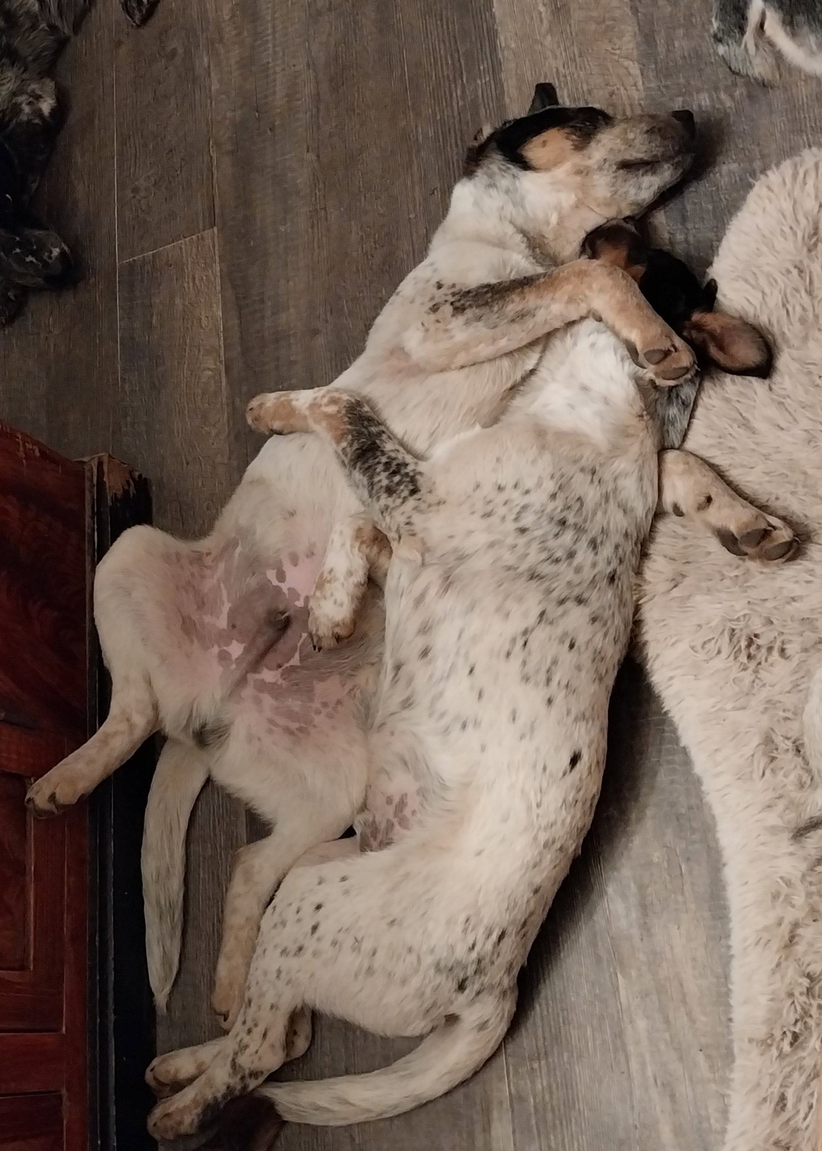 Dog for Adoption - Jim, a Australian Cattle Dog/Blue Heeler in Wheatley ...