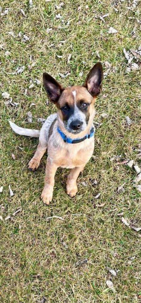 Dog for Adoption - Rusty, a Australian Cattle Dog/Blue Heeler in ...