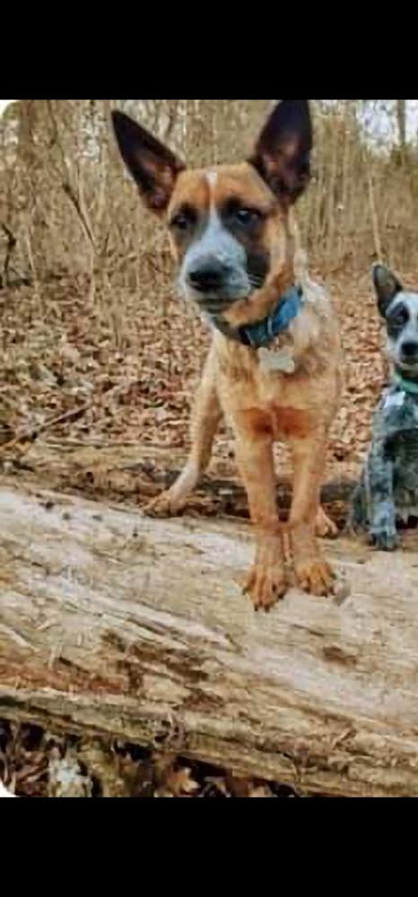 Dog for Adoption - Rusty, a Australian Cattle Dog/Blue Heeler in ...