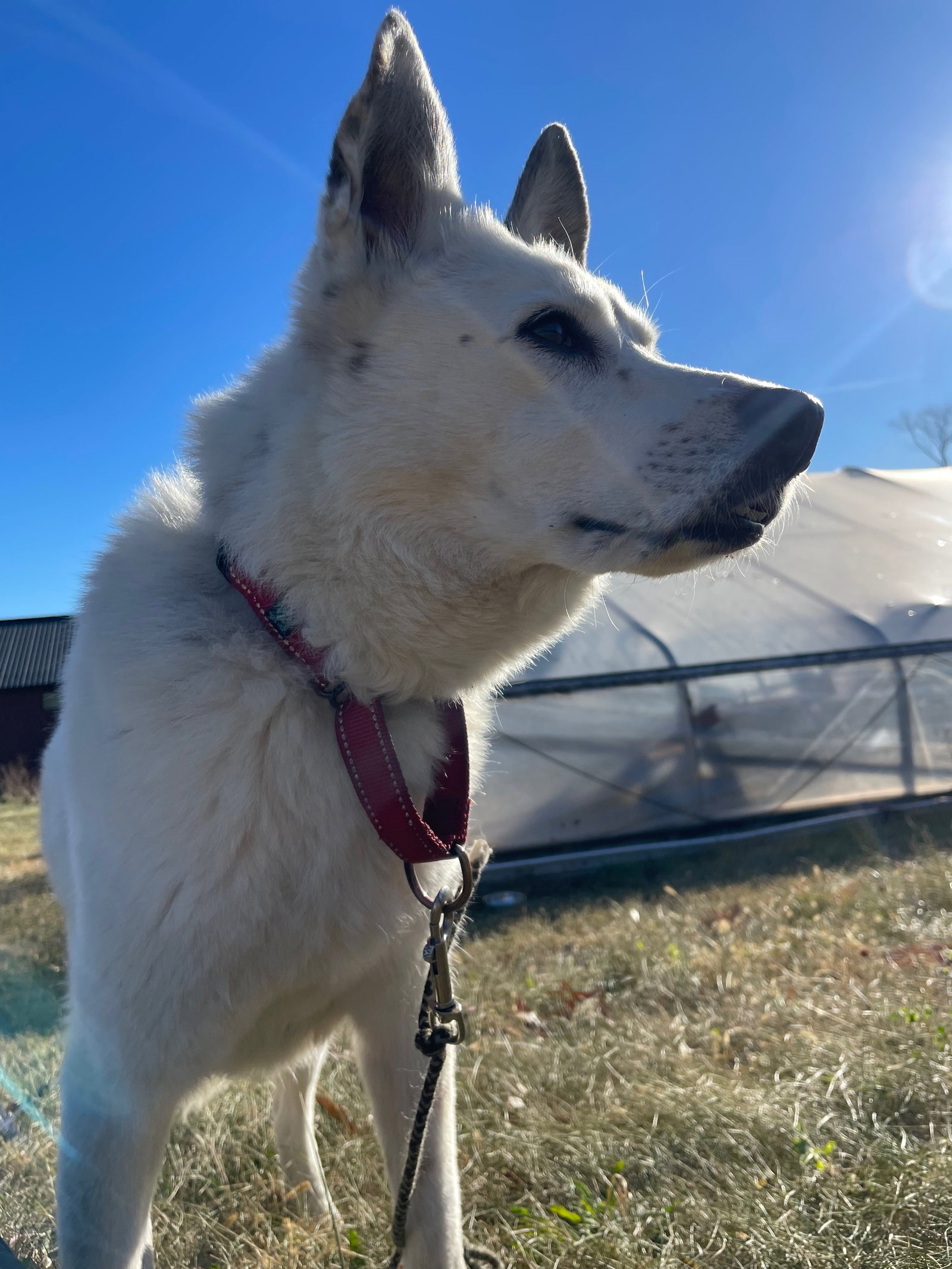Dog for Adoption - Lacey, a Australian Cattle Dog/Blue Heeler in New ...