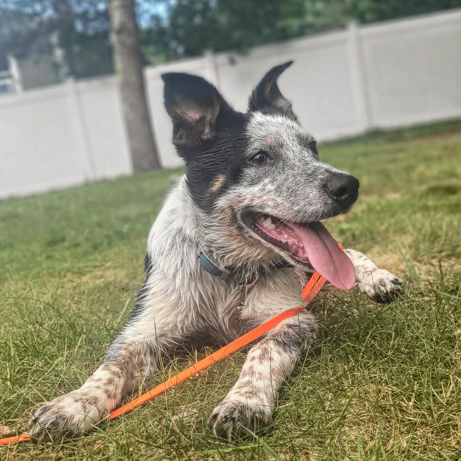 Dog for Adoption - Zeta, a Australian Cattle Dog/Blue Heeler in Wantagh ...