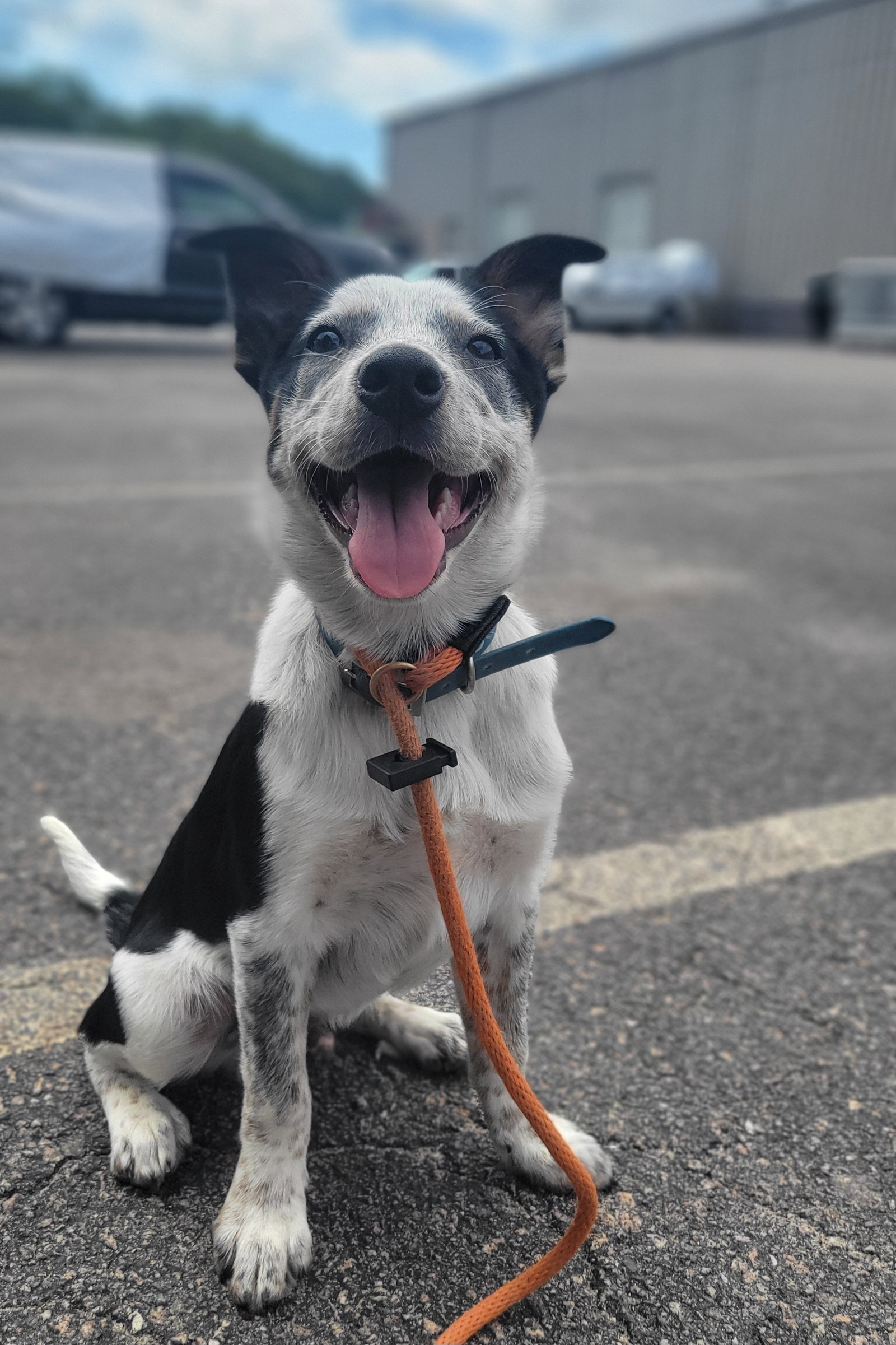 Dog for Adoption - Zeta, a Australian Cattle Dog/Blue Heeler in Wantagh ...
