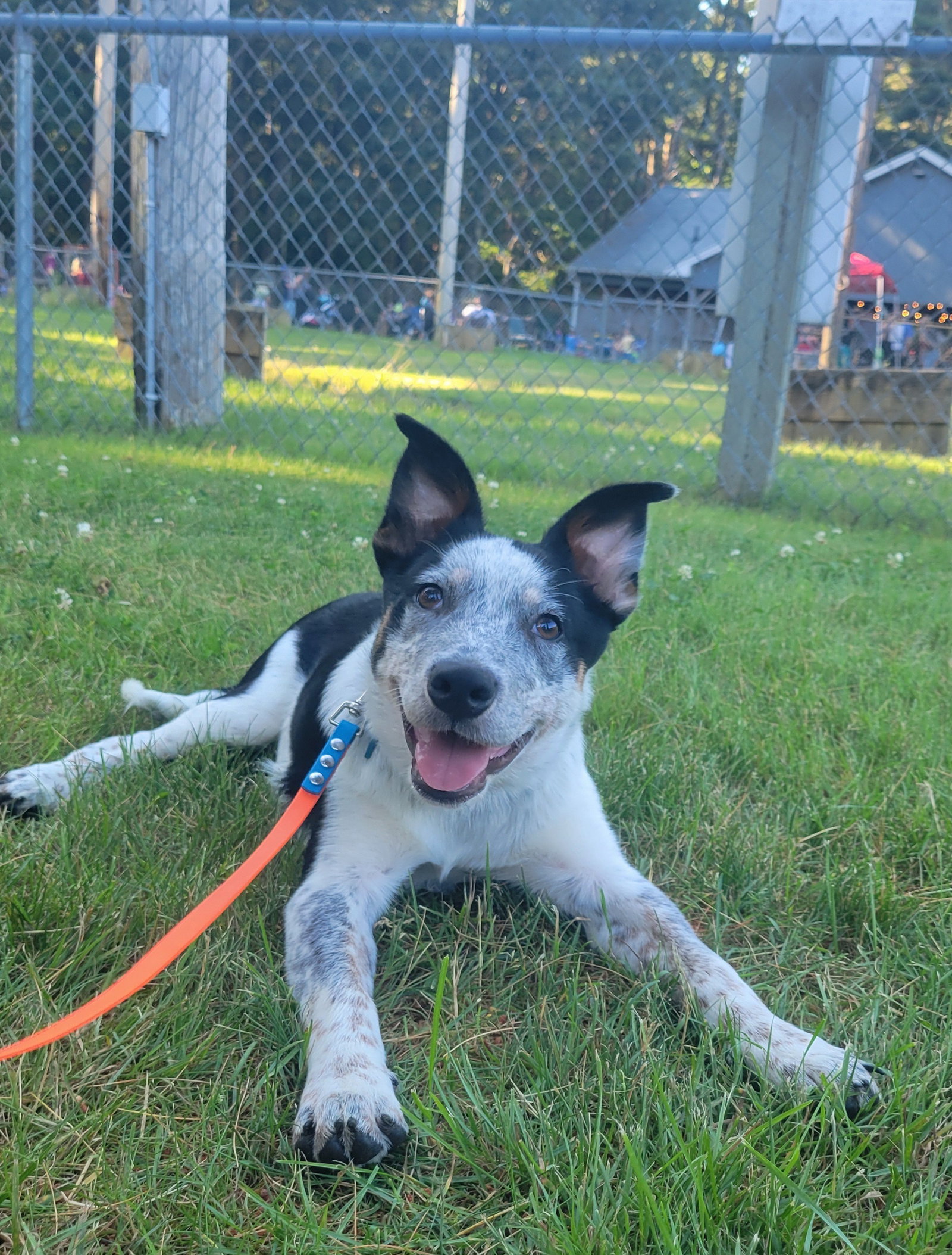 Dog for Adoption - Zeta, a Australian Cattle Dog/Blue Heeler in Wantagh ...