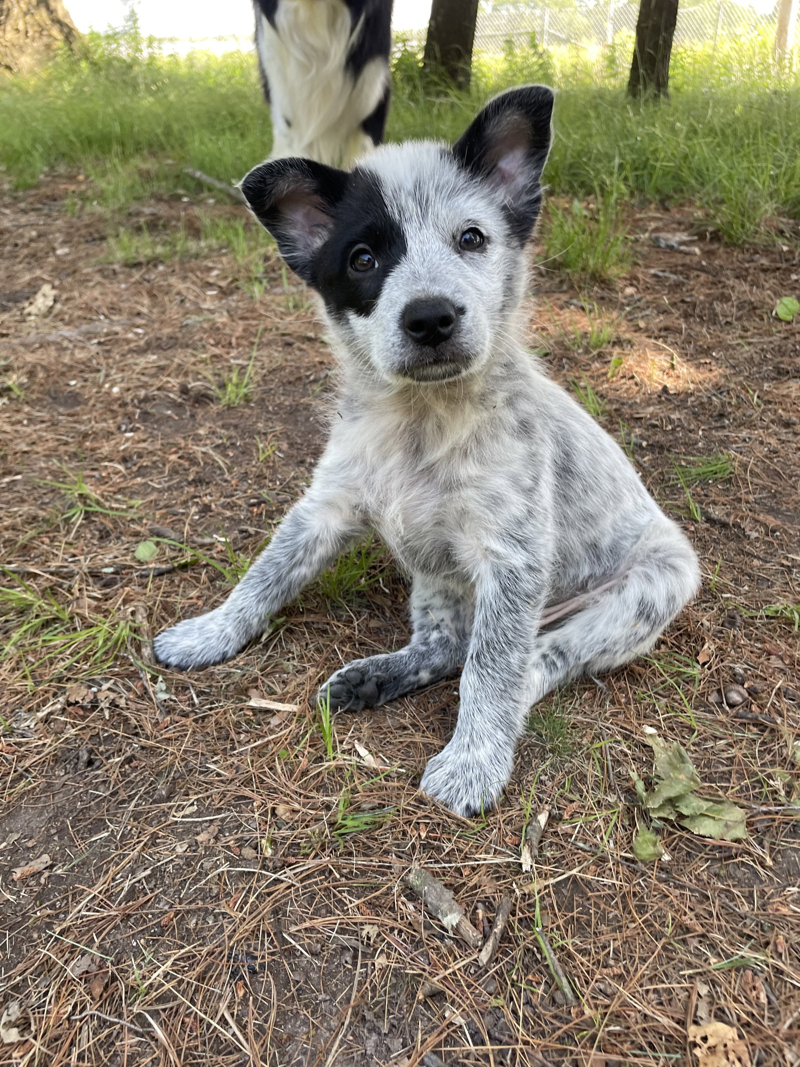Dog for Adoption - Whoops, a Australian Cattle Dog/Blue Heeler in Long ...