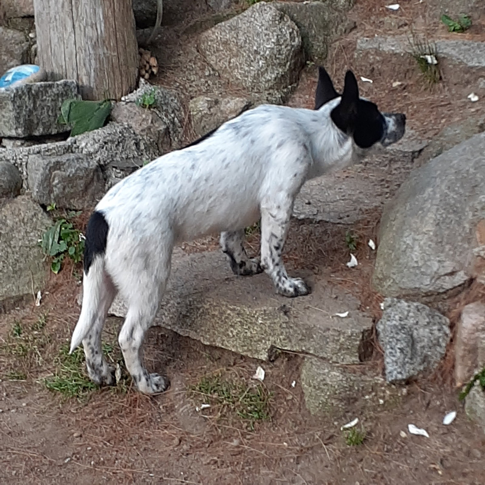 Dog for Adoption - Wilbur, a Australian Cattle Dog/Blue Heeler in ...