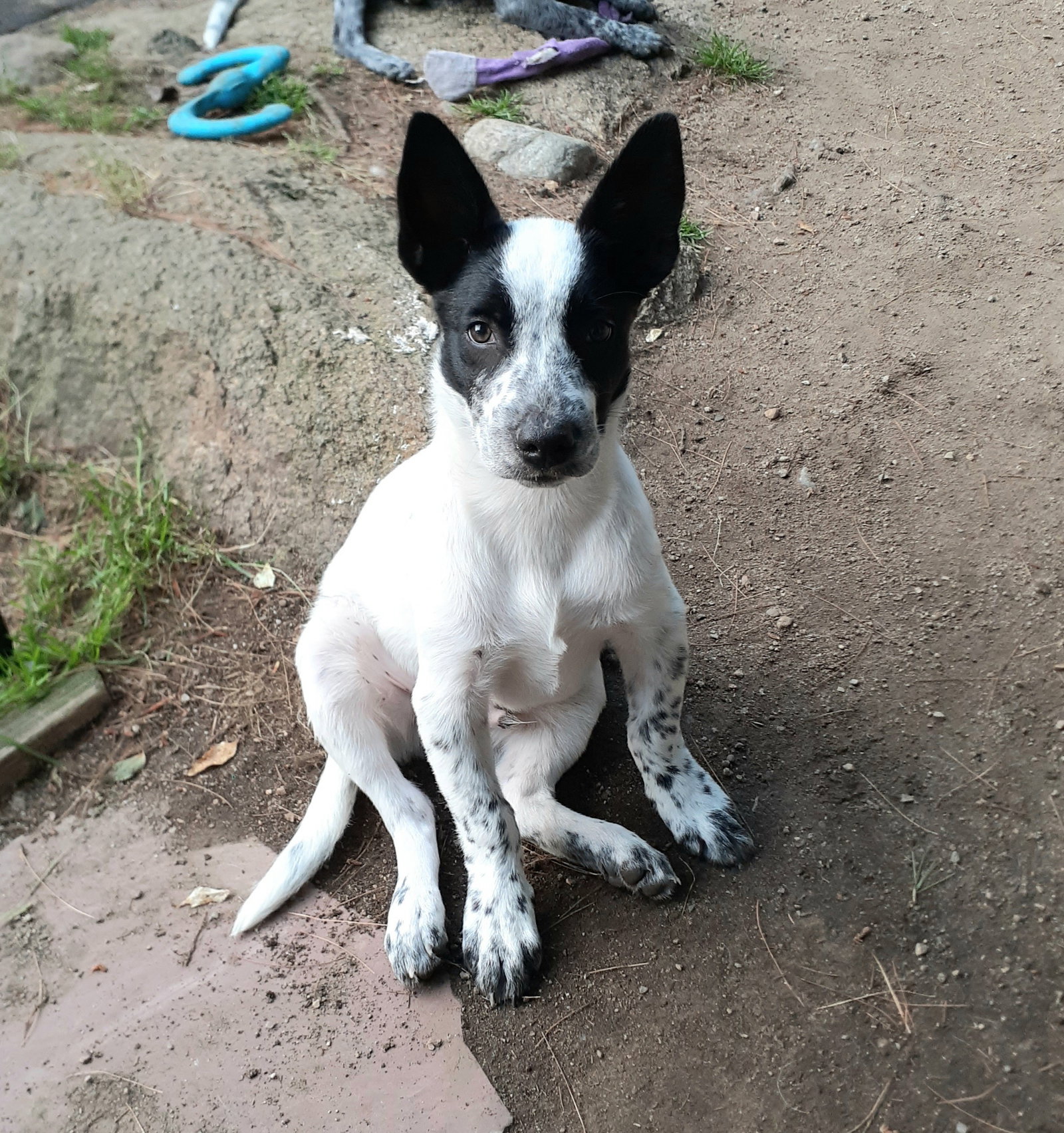 Dog for Adoption - Wilbur, a Australian Cattle Dog/Blue Heeler in White ...
