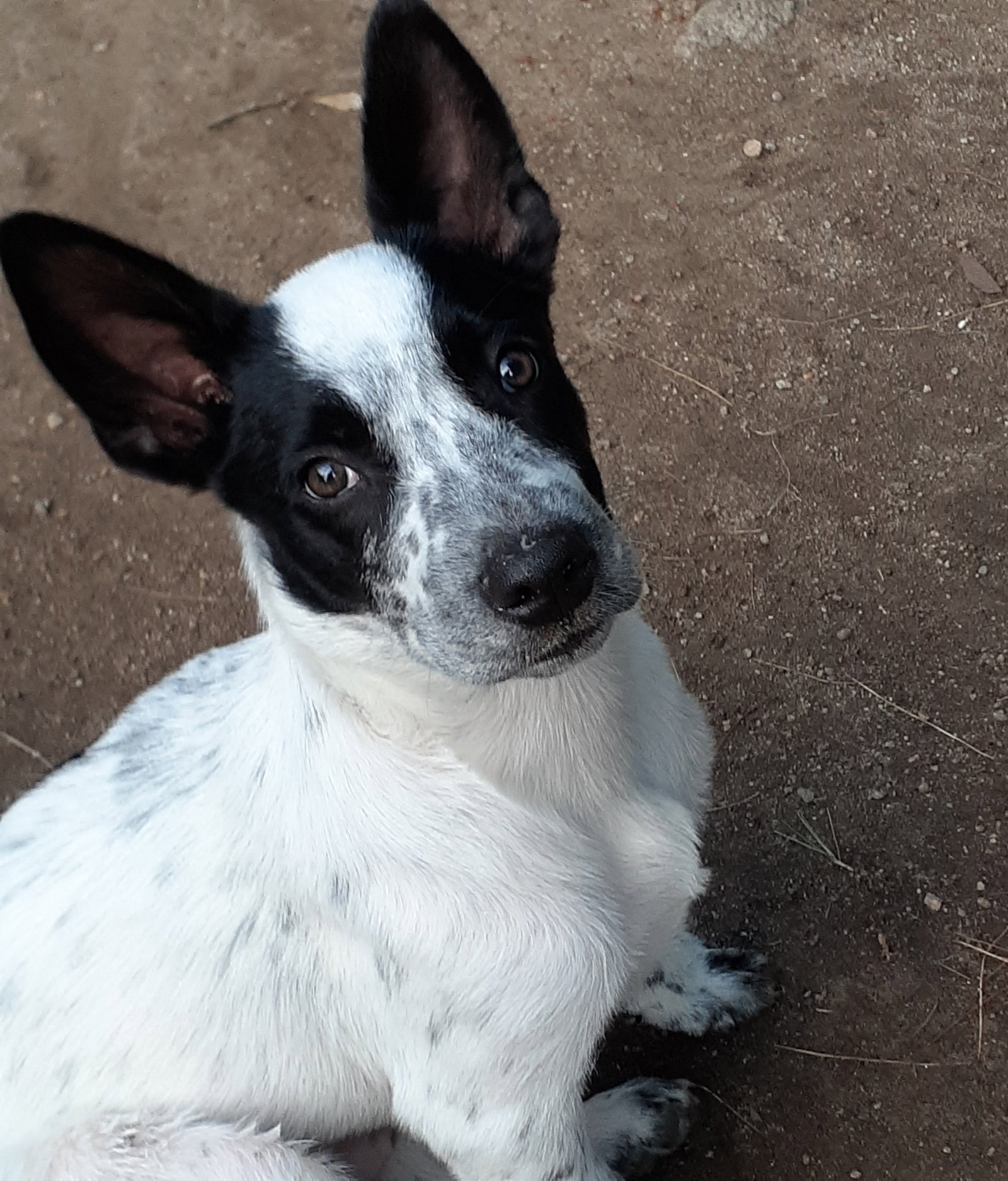 Dog for Adoption - Wilbur, a Australian Cattle Dog/Blue Heeler in White ...