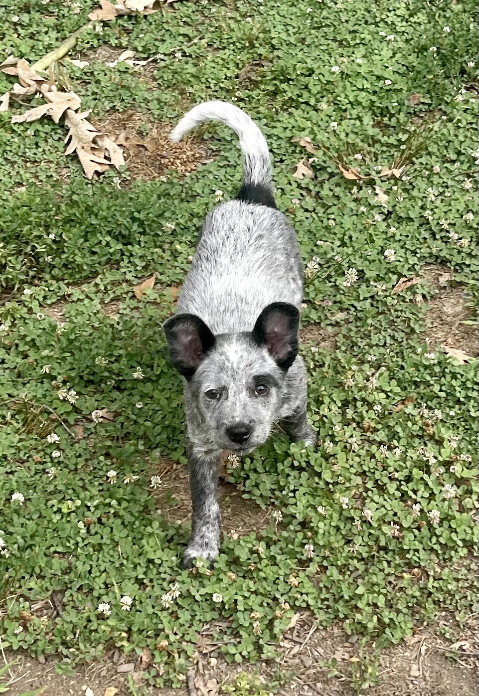 Dog for Adoption - Mary Ellen, a Australian Cattle Dog/Blue Heeler in White Meadow Lake, NJ ...