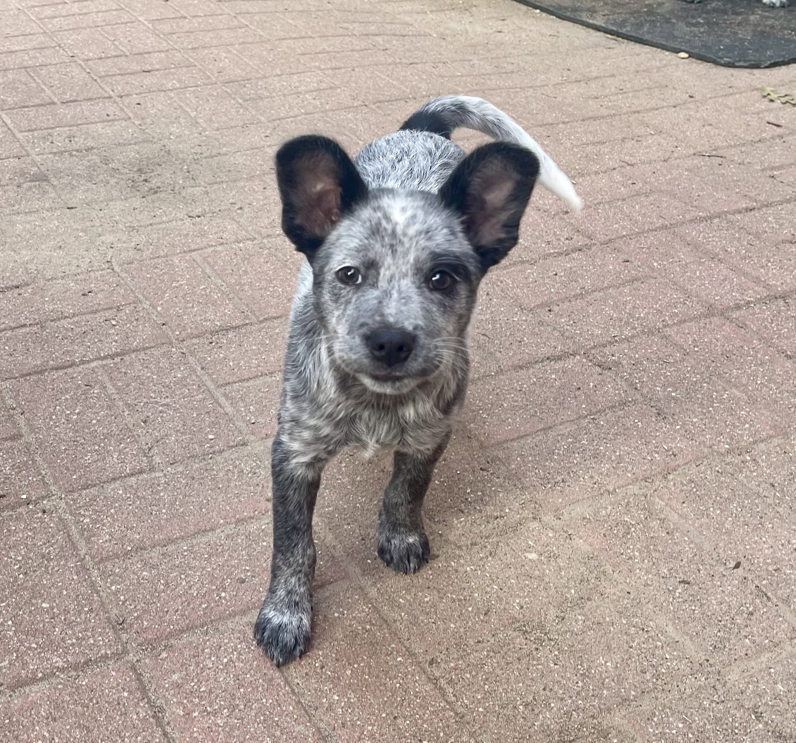 Dog for Adoption - Mary Ellen, a Australian Cattle Dog/Blue Heeler in ...