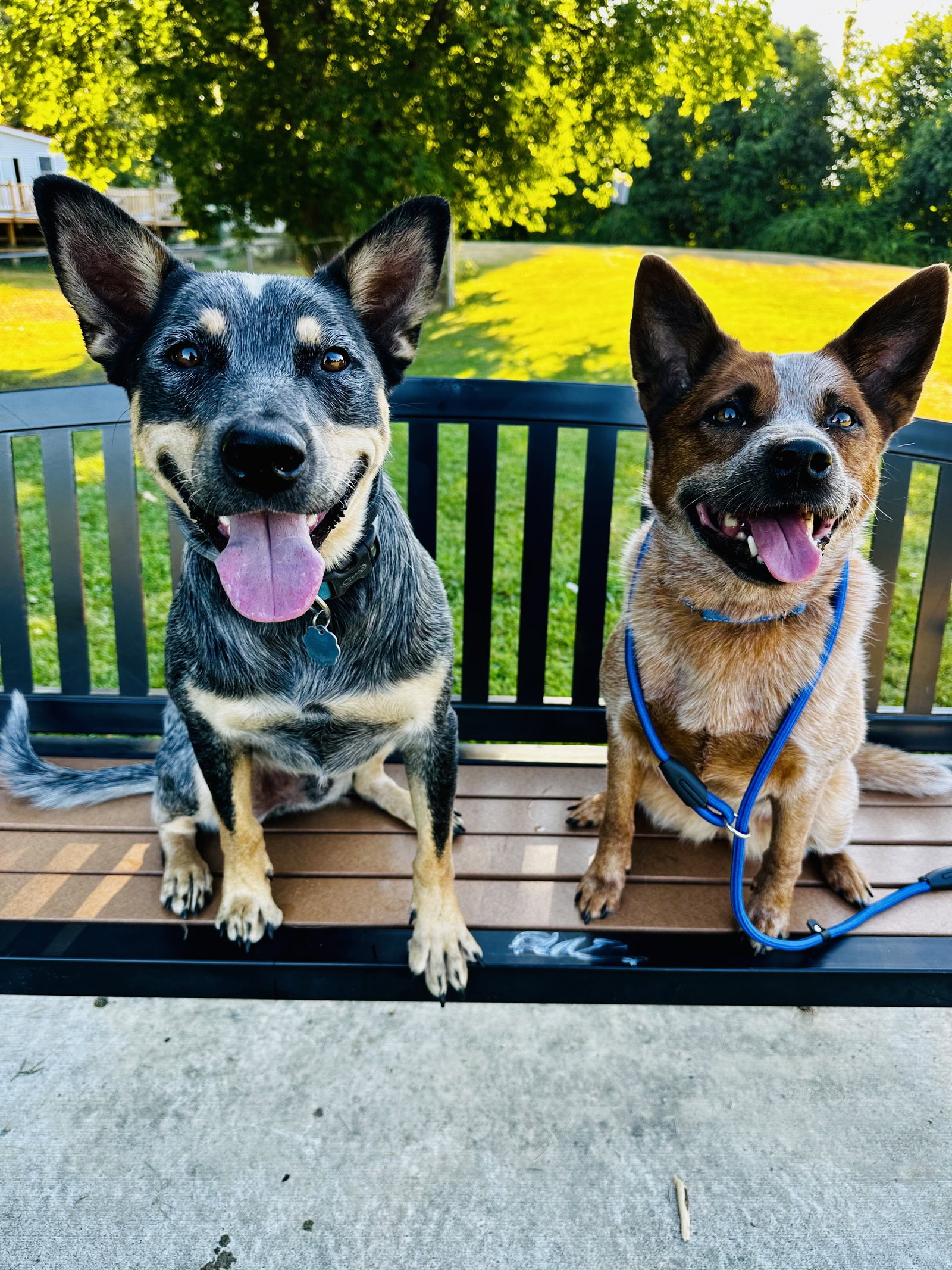 Dog for Adoption - Radley, a Australian Cattle Dog/Blue Heeler in ...