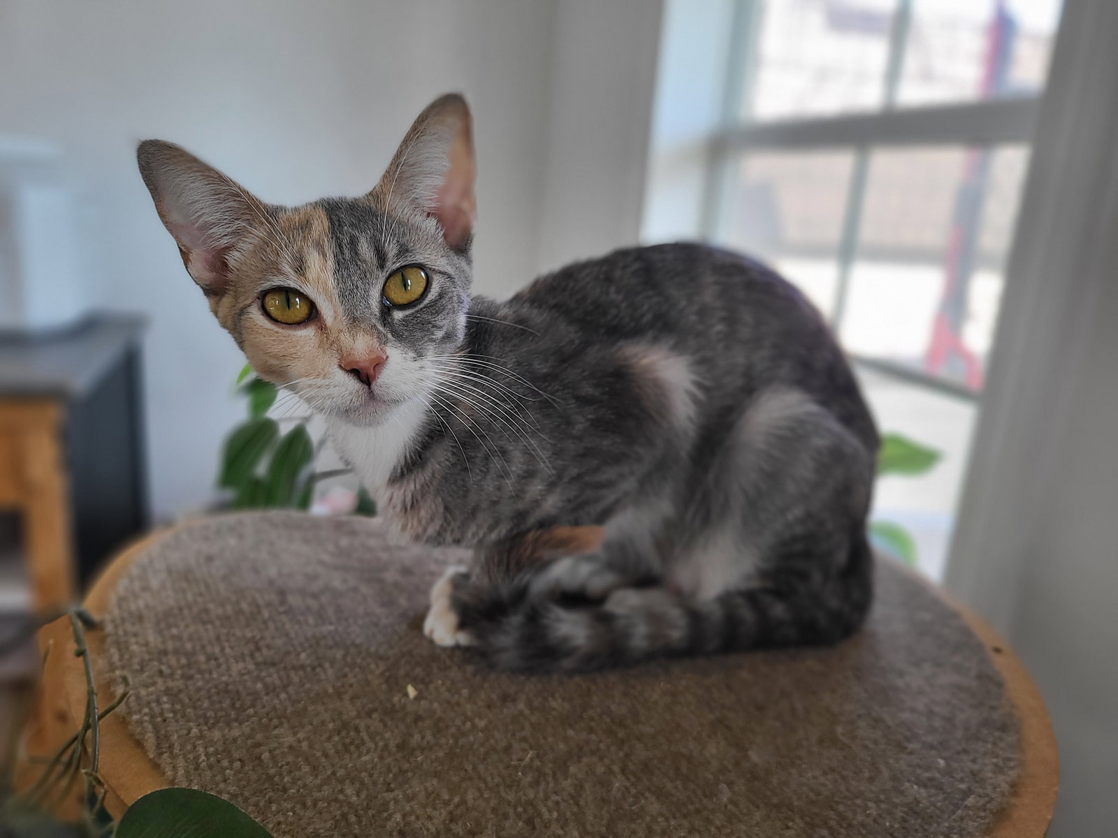 Cats for Adoption in Florence, Alabama | Alpha Paw