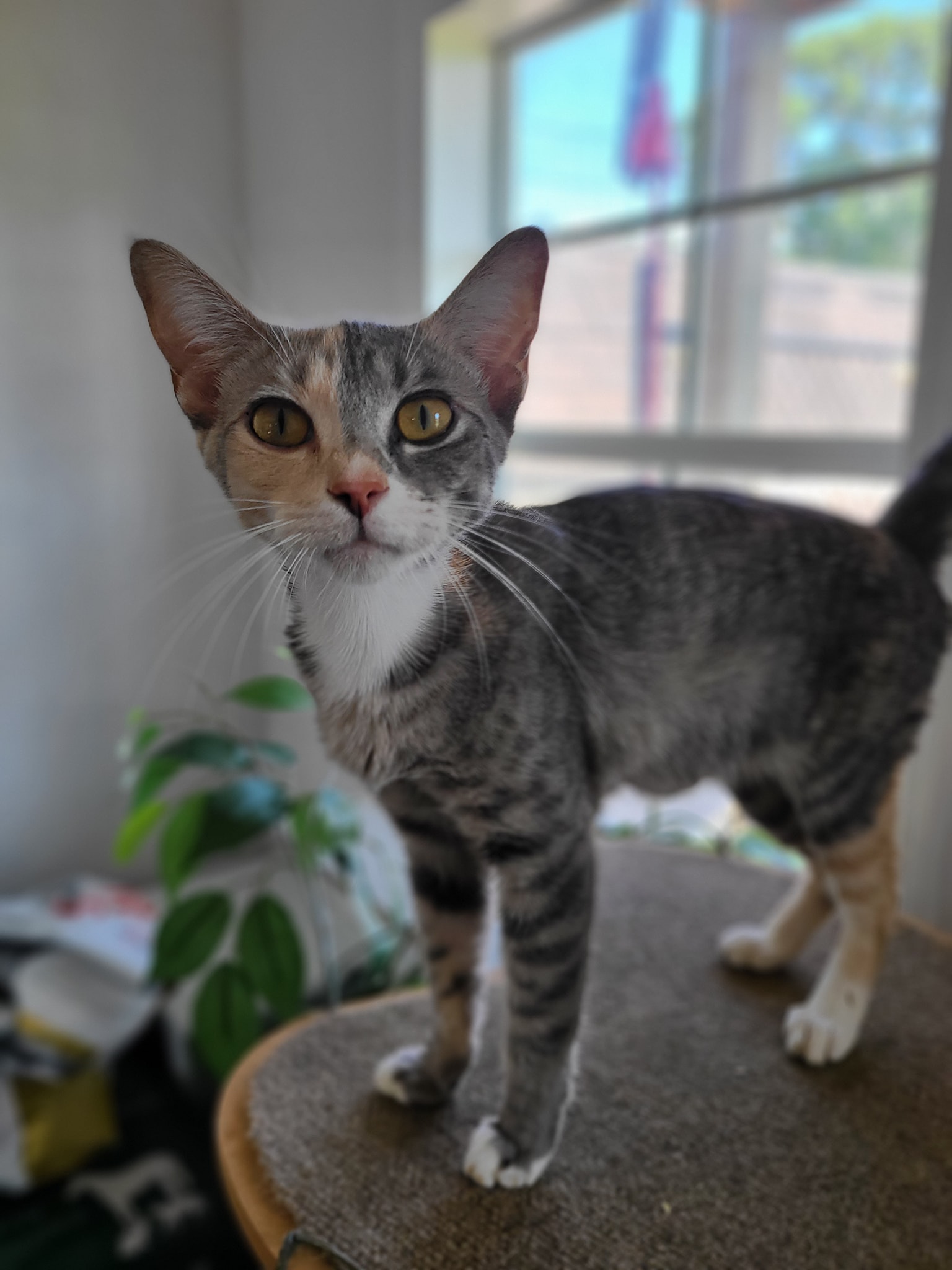 Cats for Adoption in Limestone County, Alabama | Alpha Paw