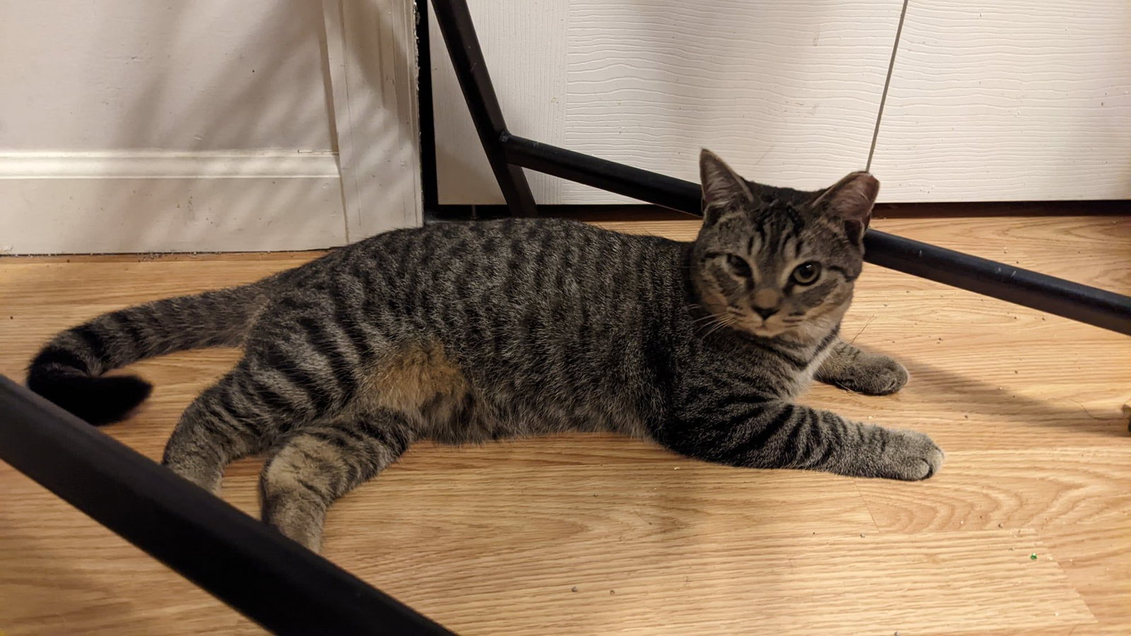 Cats for Adoption in Cullman, Alabama | Alpha Paw