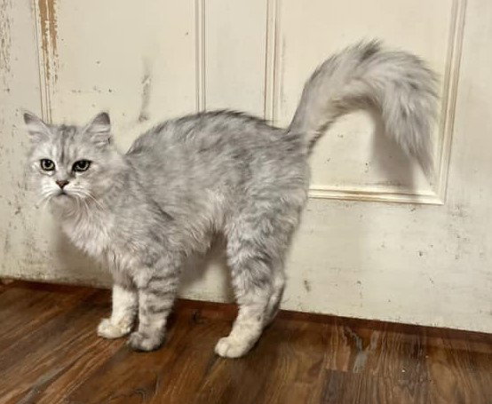 Cat adoption in Capshaw, AL 35742: Persian / Maine Coon / Mixed (medium ...