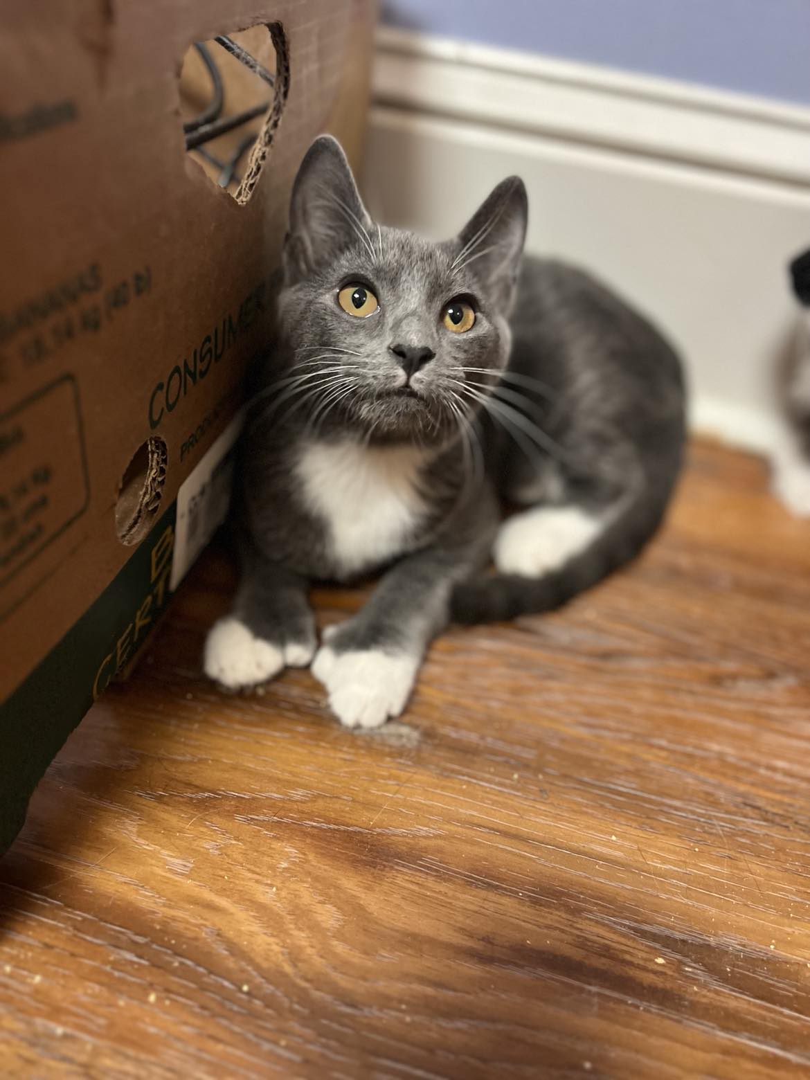 Cat adoption in Capshaw, AL 35742: Extra-Toes Cat (Hemingway Polydactyl ...
