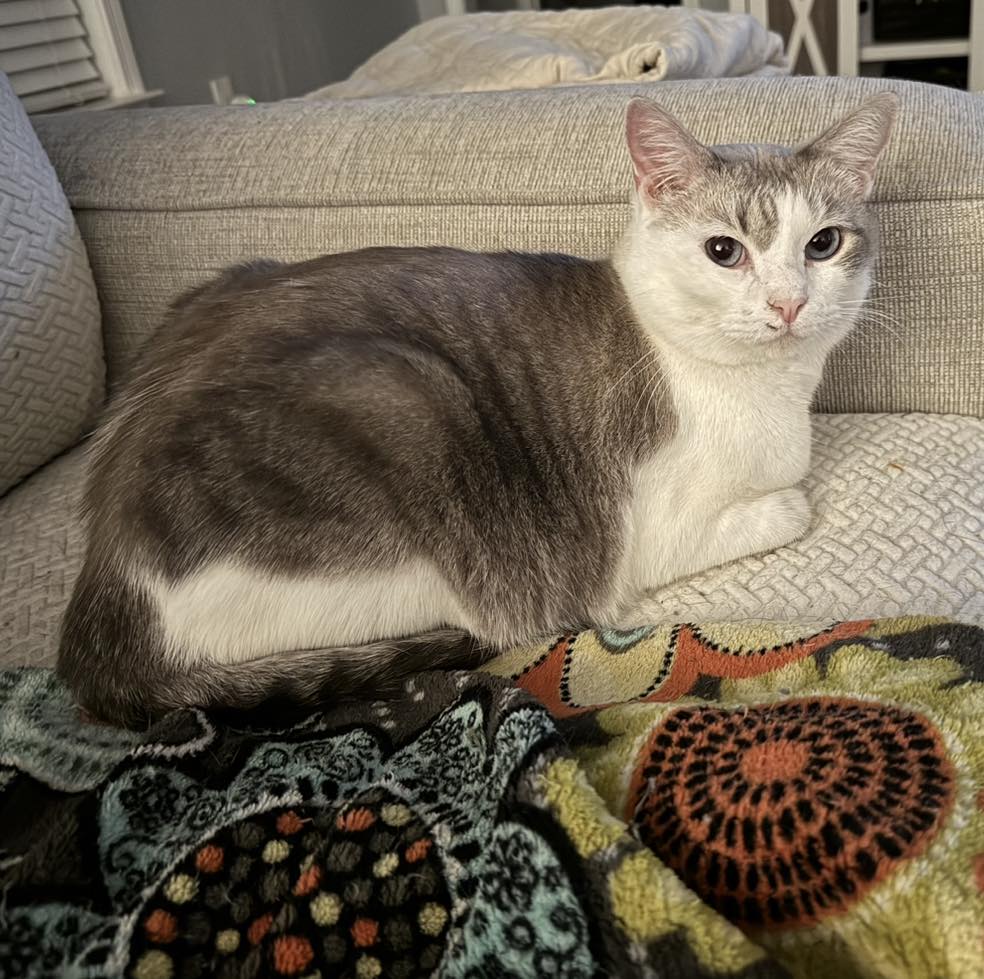 Cat adoption in Capshaw, AL 35742: Tabby (short coat) Cat "OLIVER"