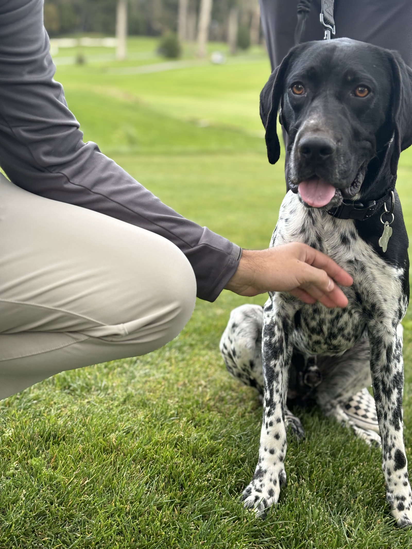 Dog for Adoption - Aero, a German Shorthaired Pointer in San Rafael, CA ...