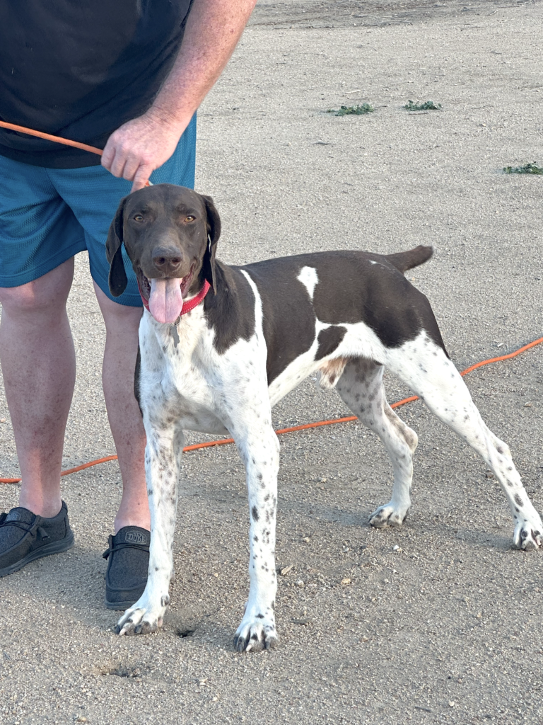 Dog for Adoption - Kev, a German Shorthaired Pointer in Sunnyvale, CA ...