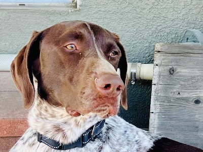 Dog for Adoption - Williams, a German Shorthaired Pointer in Sunnyvale ...