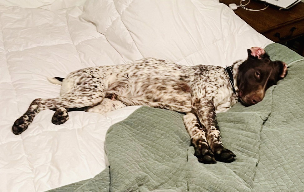 Dog for Adoption - Williams, a German Shorthaired Pointer in Sunnyvale ...
