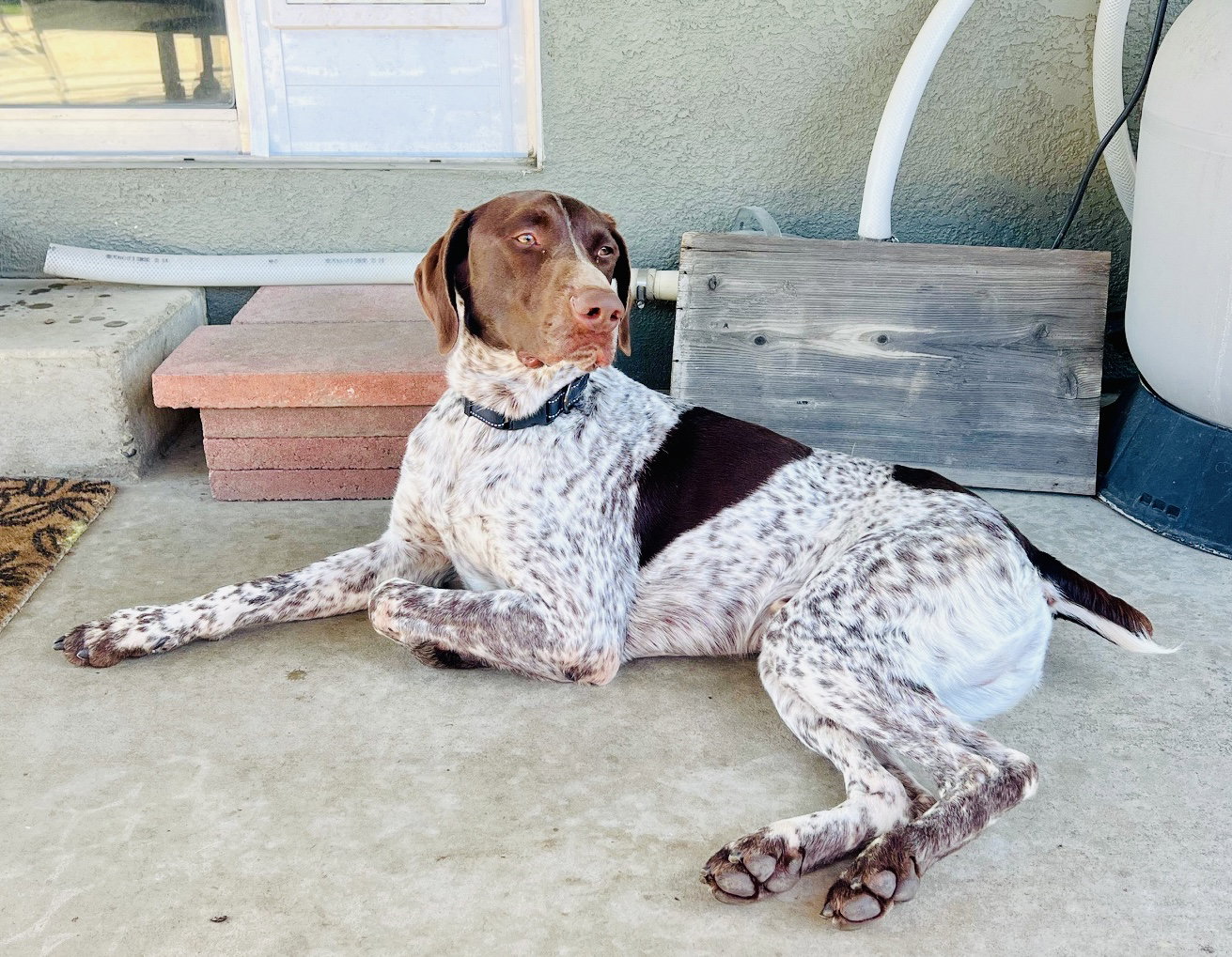 Dog for Adoption - Williams, a German Shorthaired Pointer in Sunnyvale ...