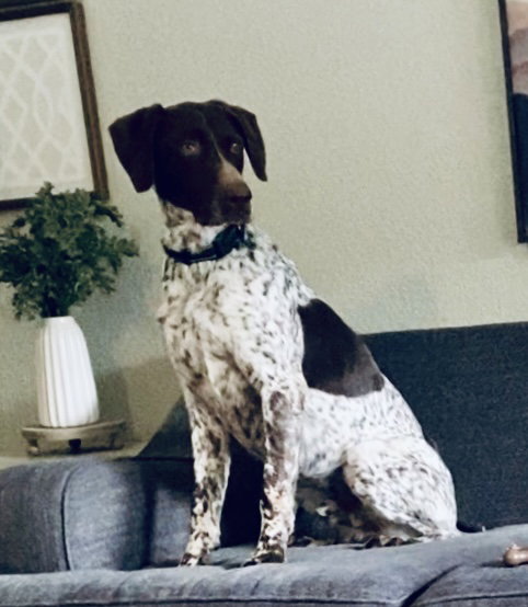 Dog for Adoption - Williams, a German Shorthaired Pointer in Sunnyvale ...