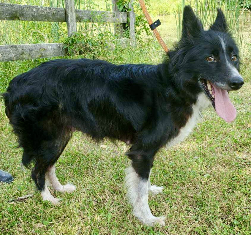 Dog for Adoption - Jeanius, a Border Collie in Toledo, OH | Alpha Paw