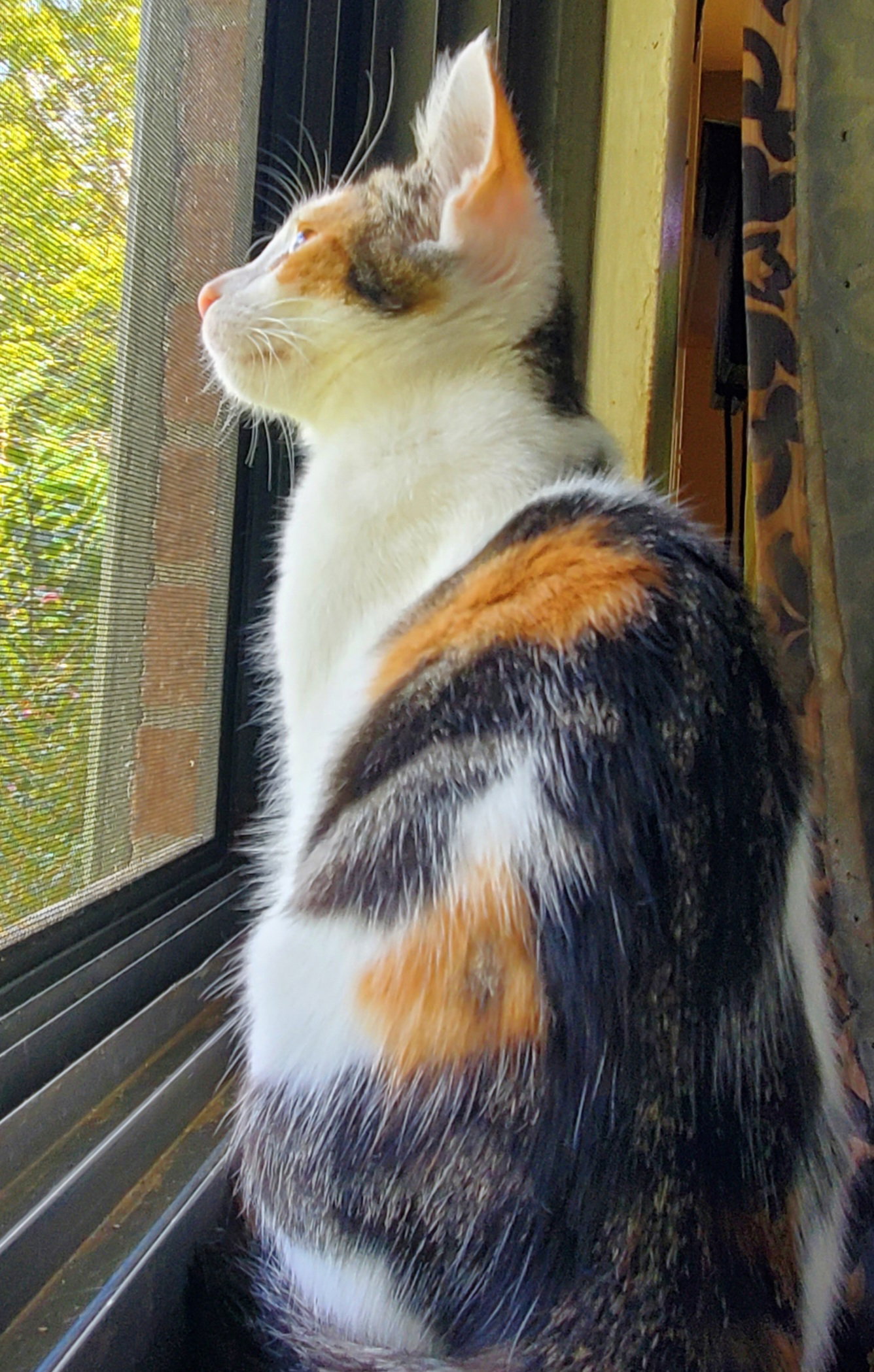 Cats for Adoption in Moraine, Ohio | Alpha Paw