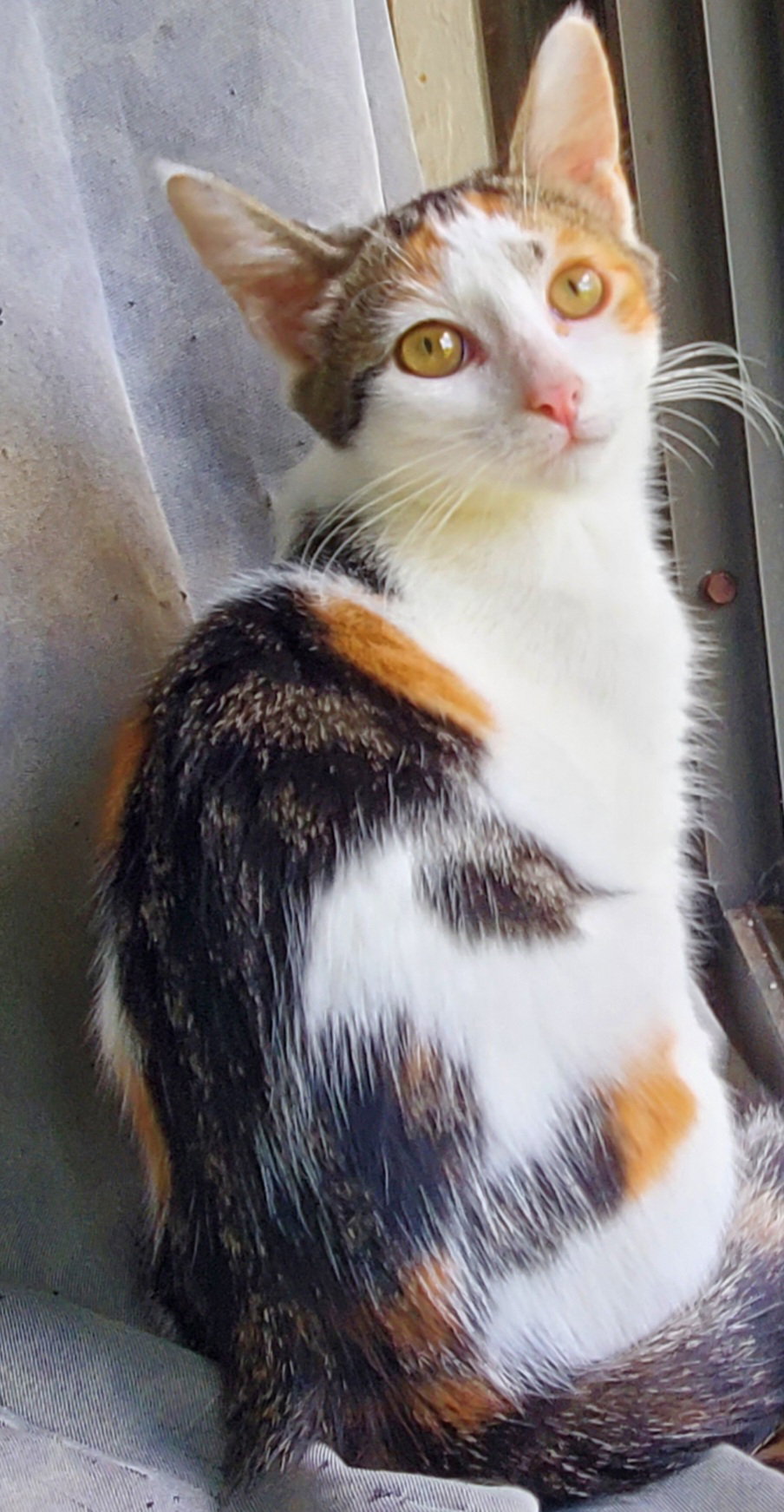 Cats for Adoption in Moraine, Ohio | Alpha Paw