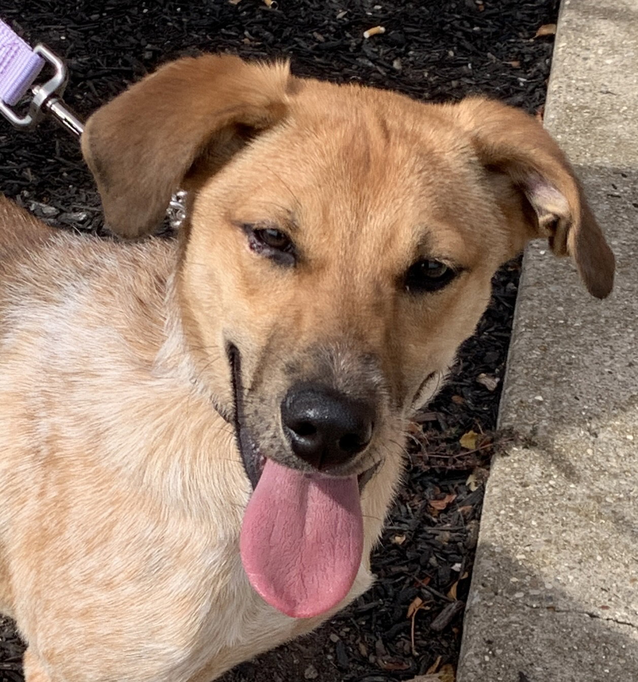 Dog for Adoption - JAKE FROM STATE FARM, a Red Heeler in Beavercreek ...