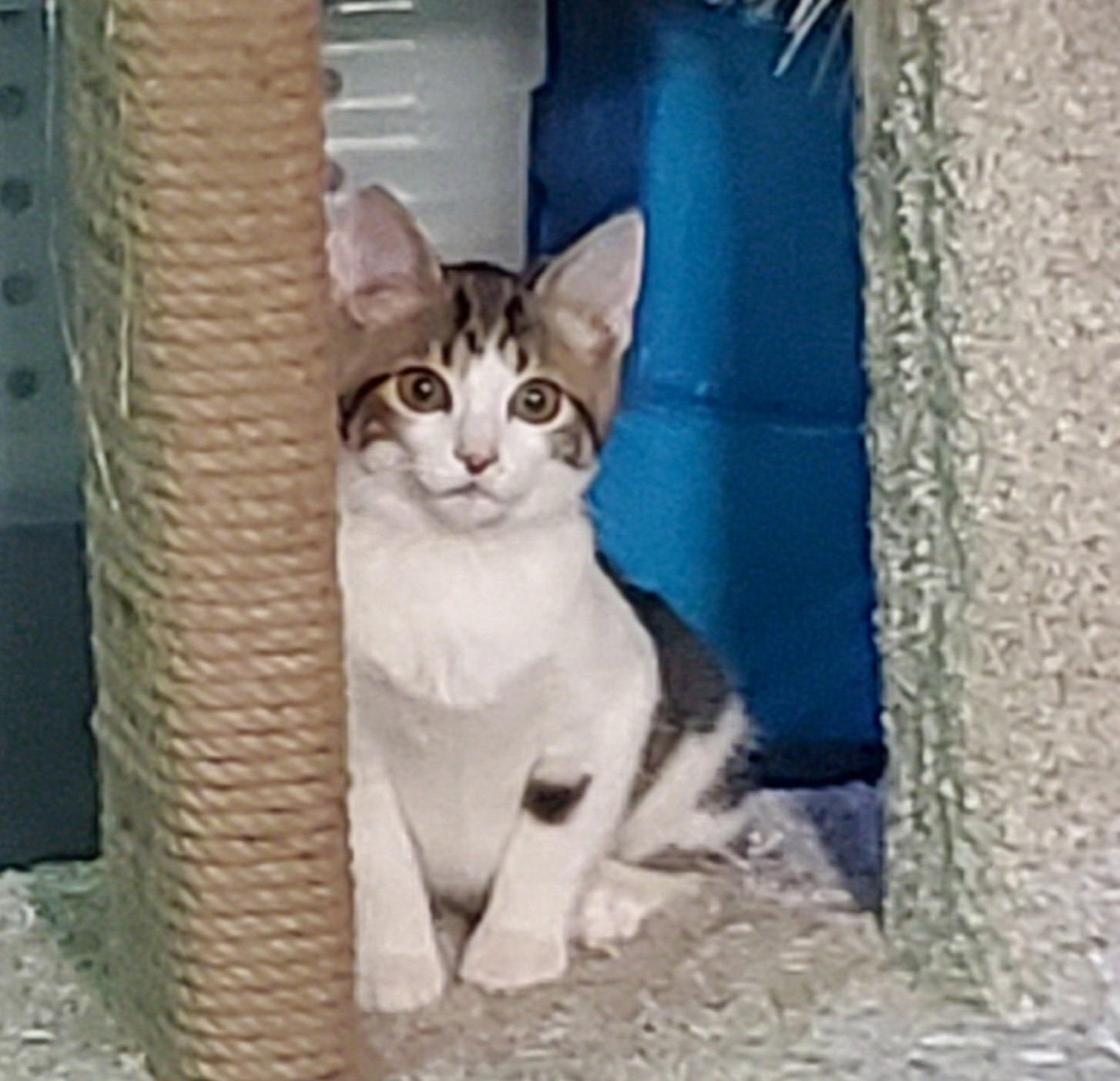 Cats for Adoption in Rising Sun, Indiana | Alpha Paw