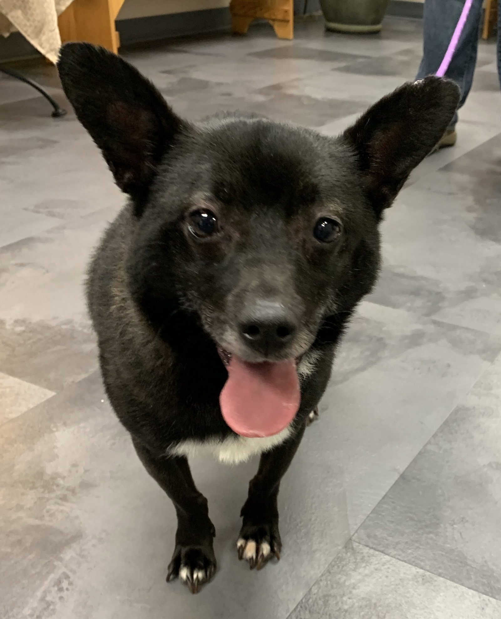 Dog for Adoption - Skeeter 2023, a Schipperke in Kenton County, KY ...