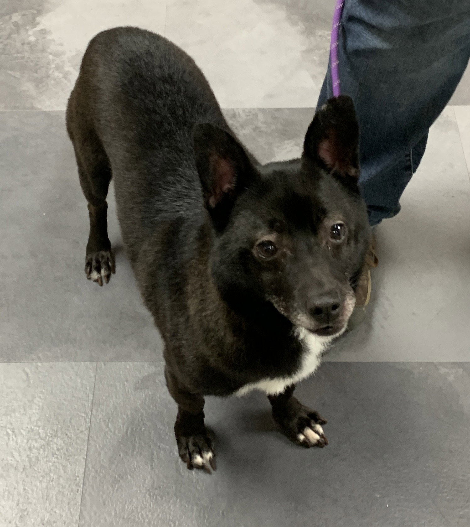 Dog for Adoption - Skeeter 2023, a Schipperke in Kenton County, KY ...