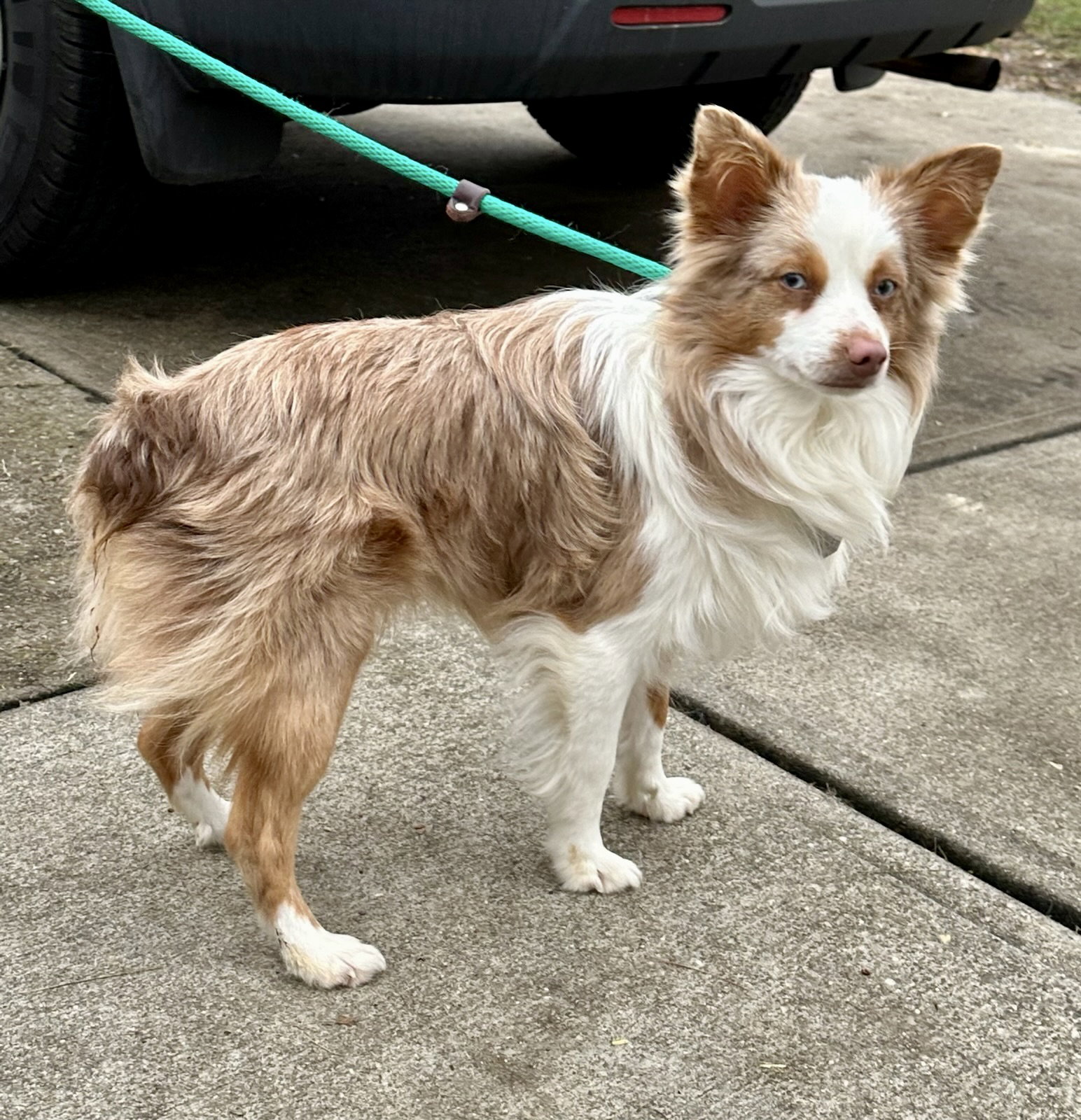 Dog for Adoption - Pip, a Australian Shepherd in Dayton, OH | Alpha Paw