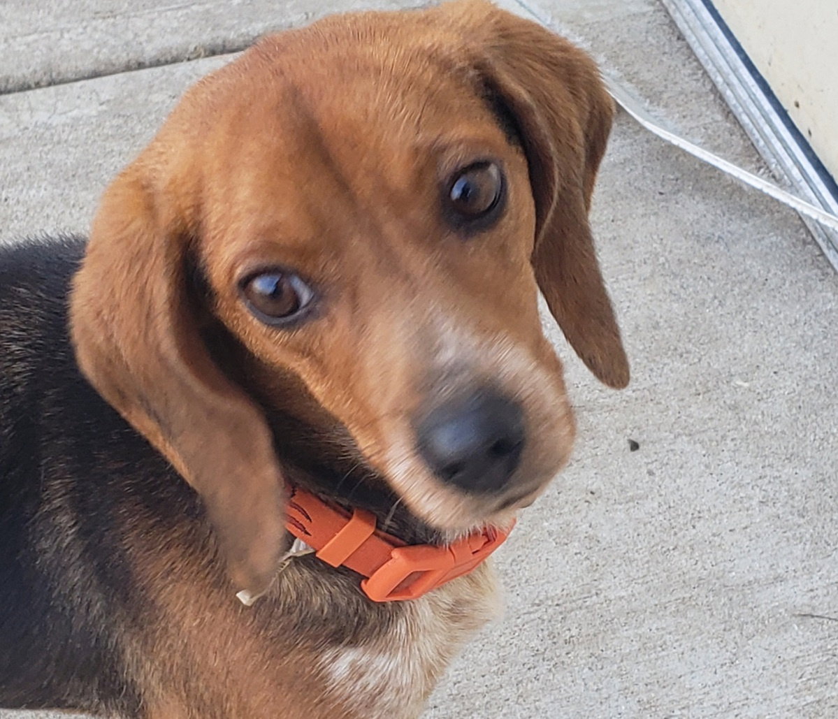 Dog for Adoption - Wednesday, a Beagle in Highpoint, OH | Alpha Paw