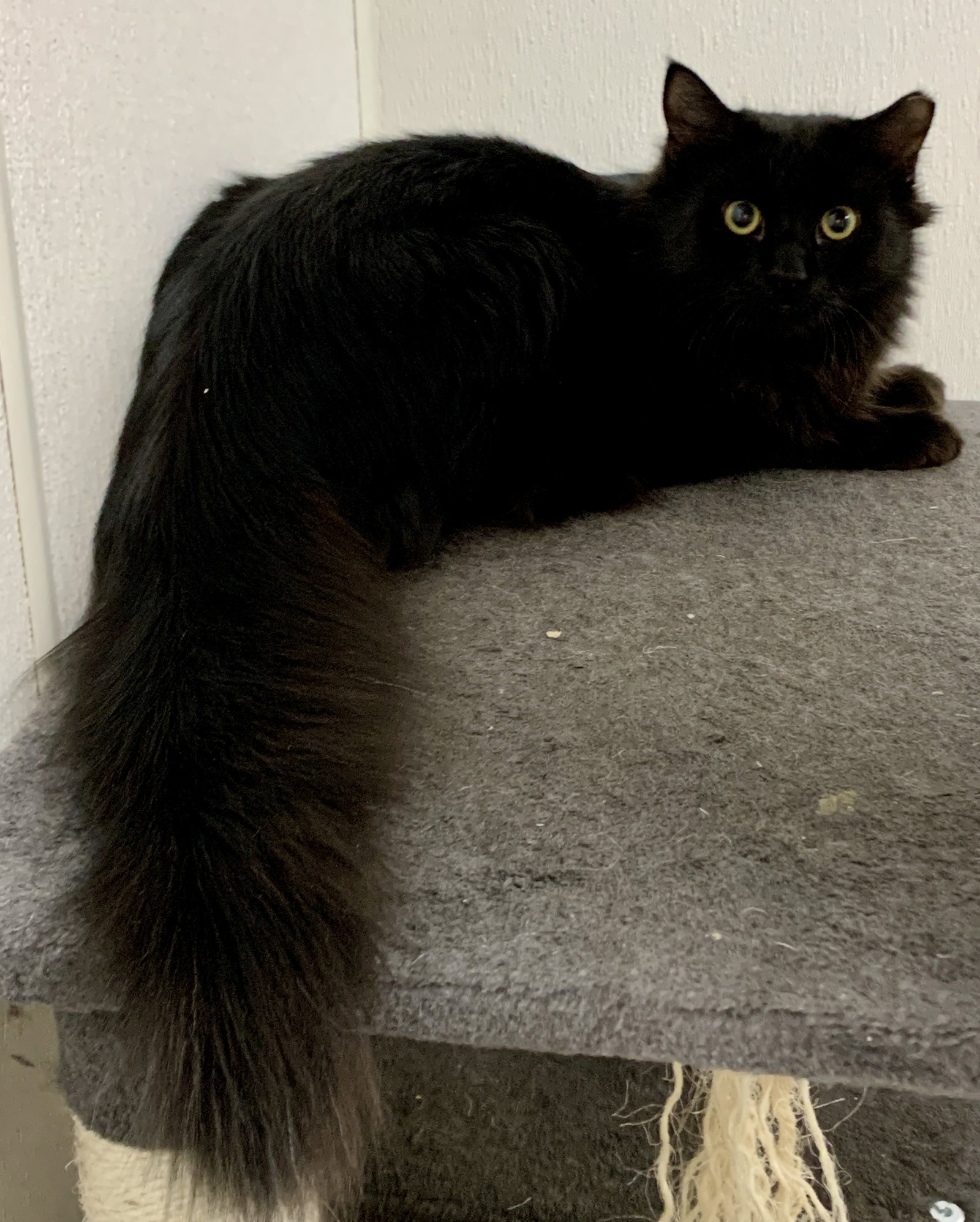 Cats for Adoption in Peebles, Ohio | Alpha Paw