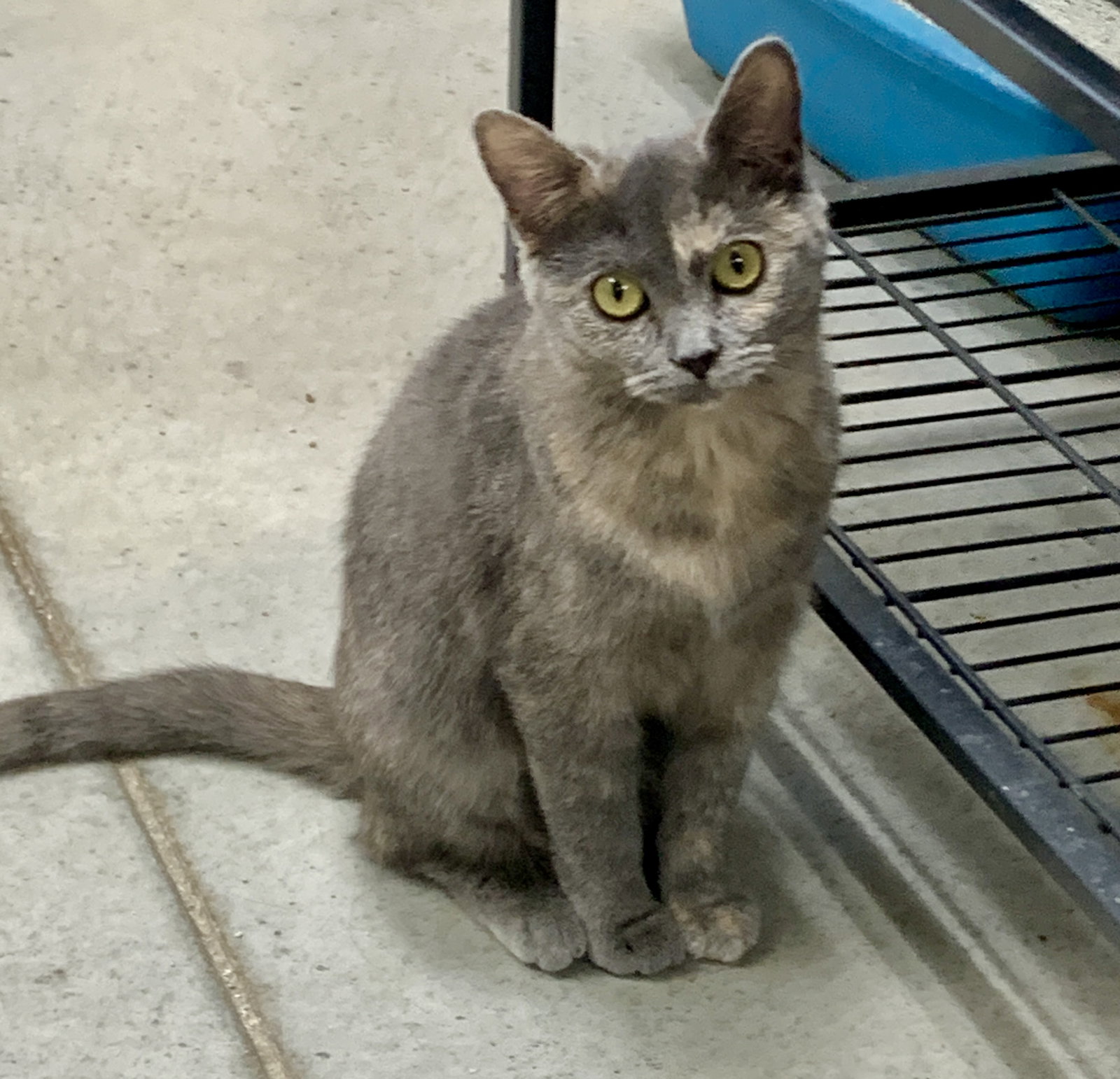 Cats for Adoption in Xenia, Ohio | Alpha Paw