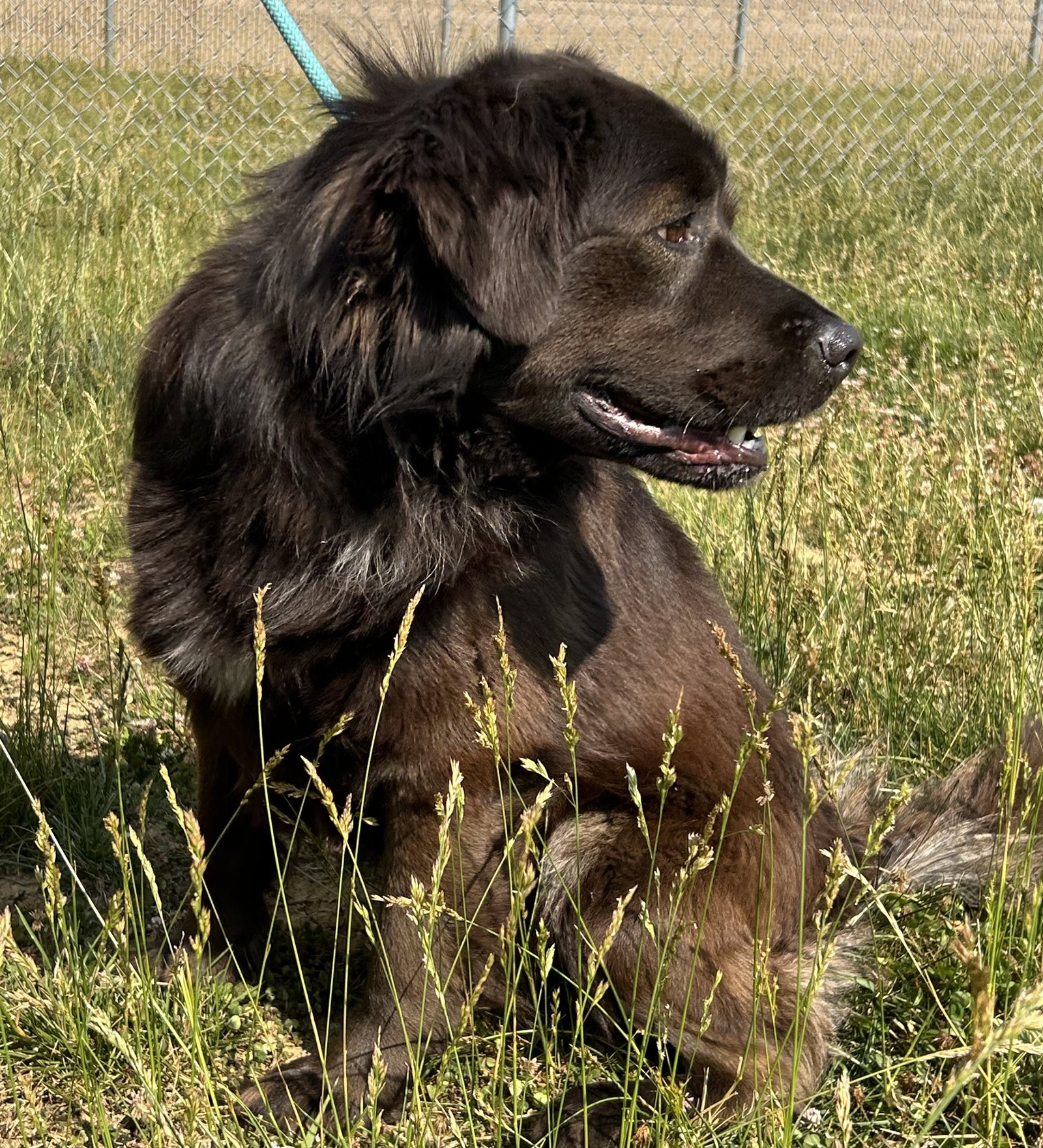 Dog for Adoption - Smoky, a Newfoundland Dog in Cynthiana, KY | Alpha Paw