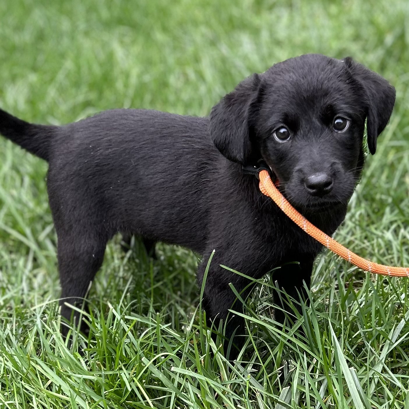 Dog for Adoption - Boop - Millicent Puppy, a Labrador Retriever in ...