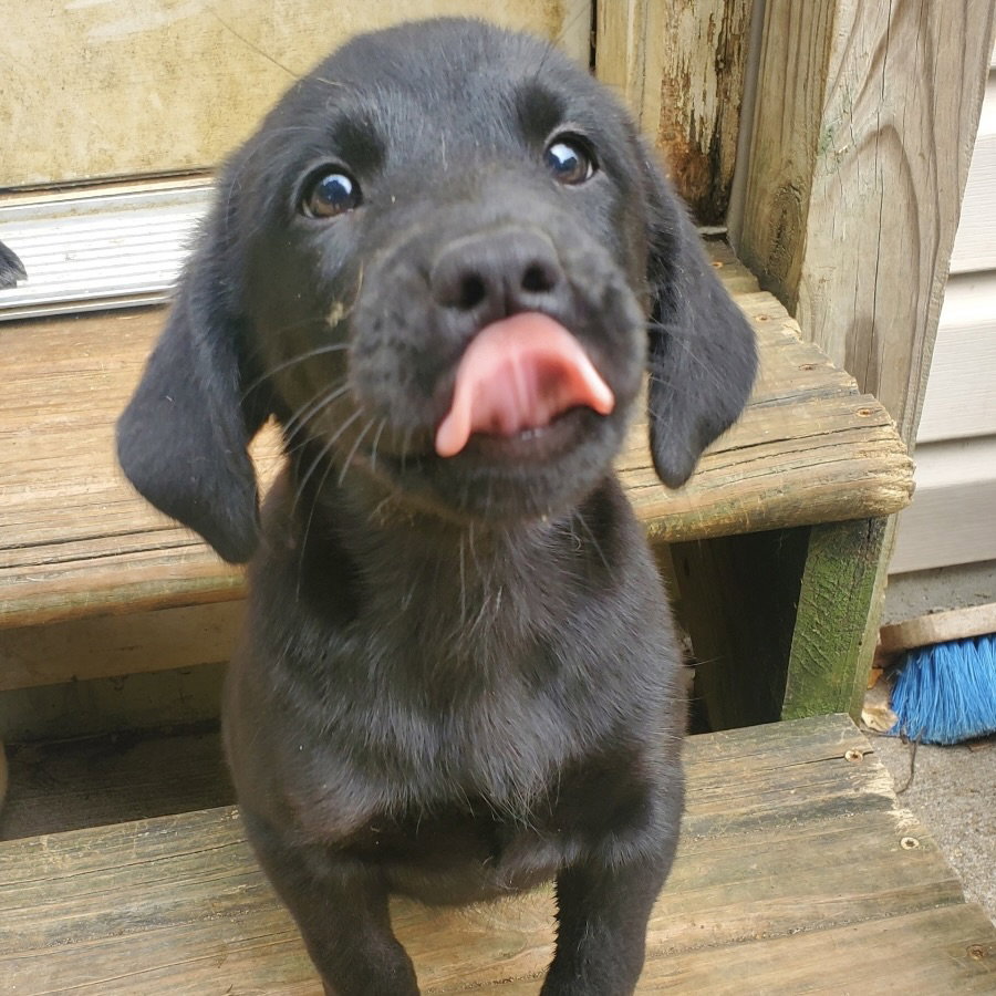 Dog for Adoption - Boop - Millicent Puppy, a Labrador Retriever in ...