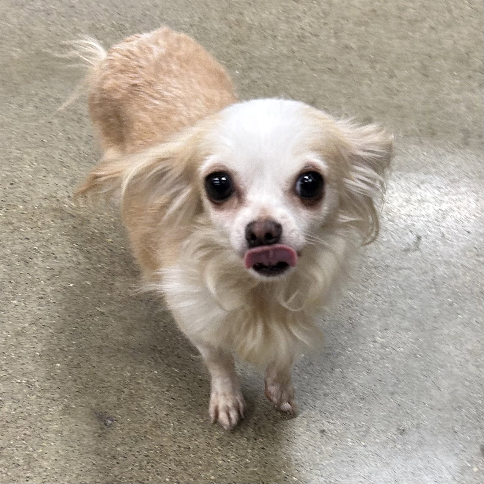 Dog for Adoption - Fluffernutter, a Chihuahua in Mount Healthy, OH ...