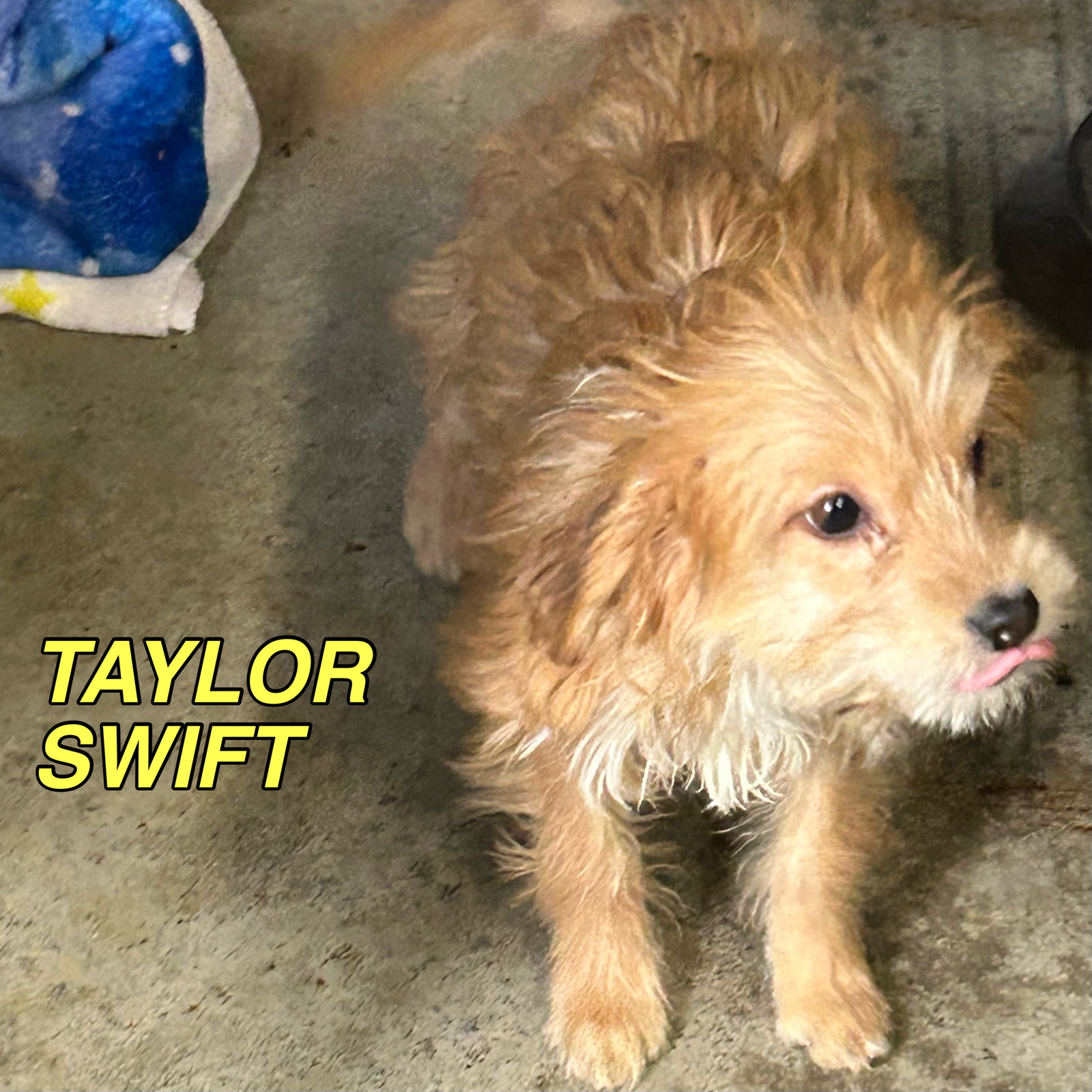 Dog for Adoption - Taylor Swift (puppy version), a Poodle (unknown type ...